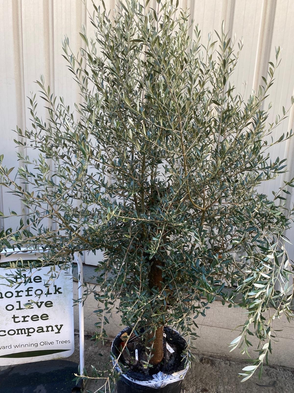 Olive Tree in Pot delivery included - The Norfolk Olive Tree Company