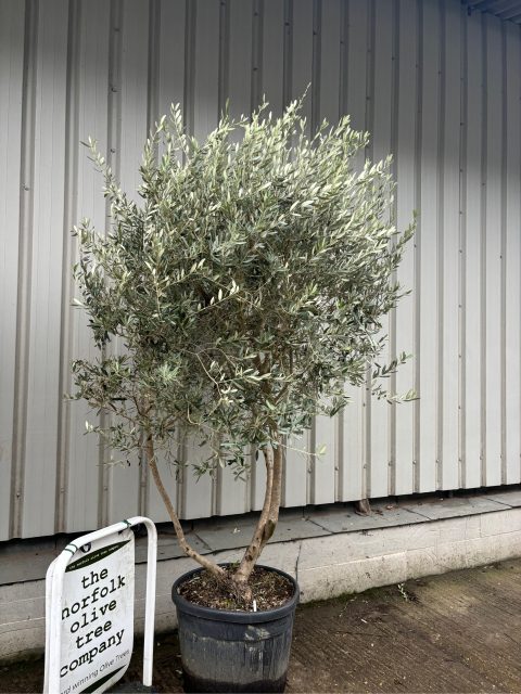 Multi-stem Olive Tree - The Norfolk Olive Tree Company