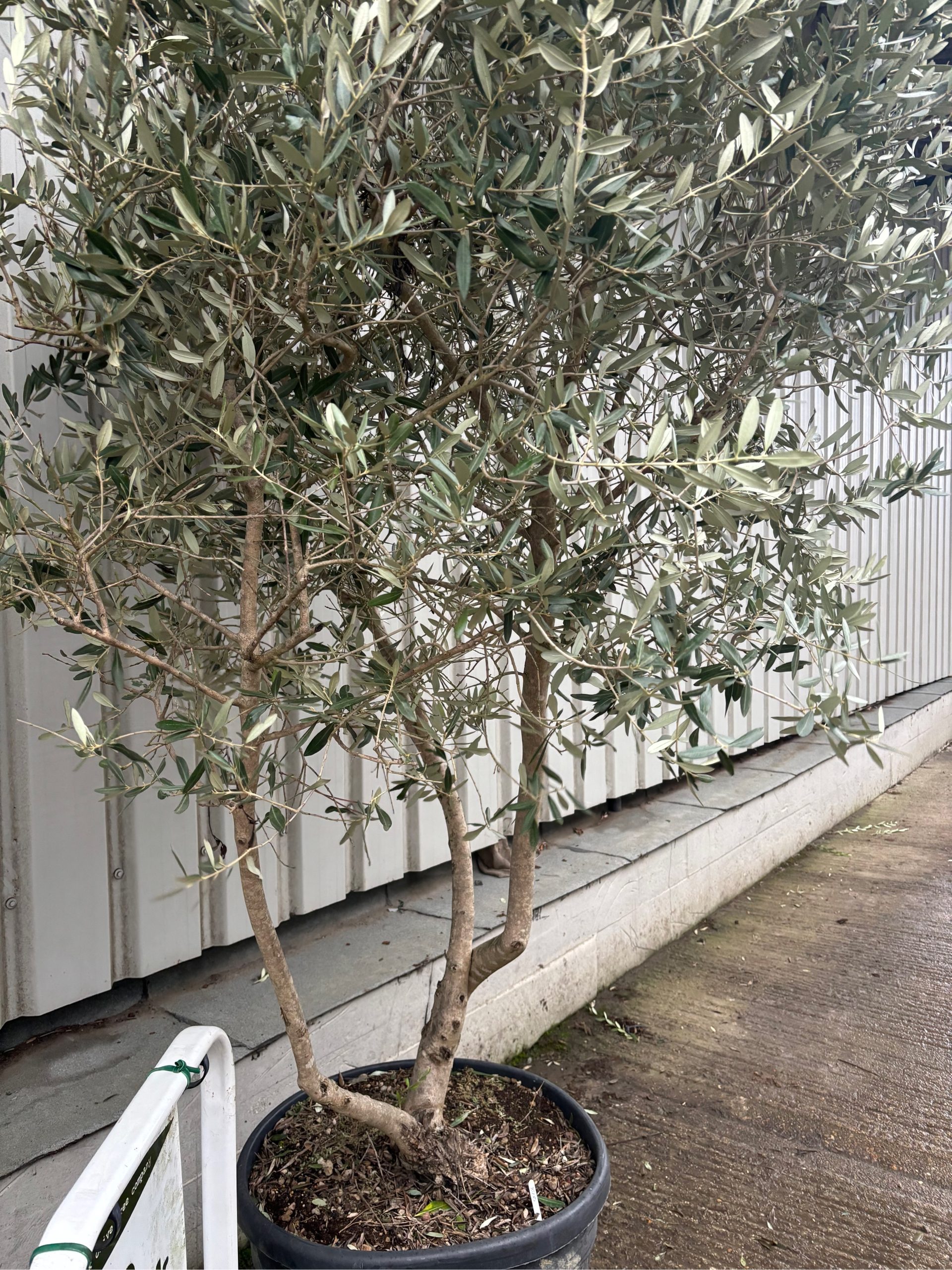 Multi-stem Olive Tree - The Norfolk Olive Tree Company