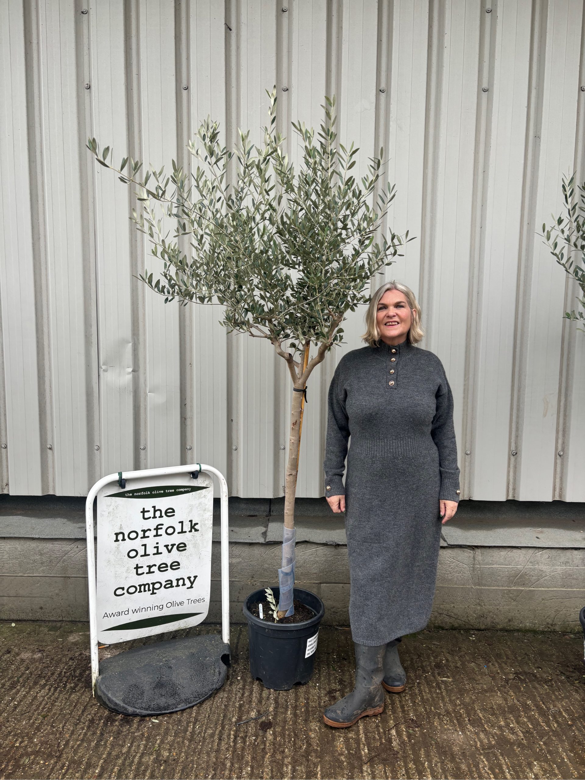 Formatively Pruned Tuscan Olive Tree with Wispy Open Crown -delivery ...