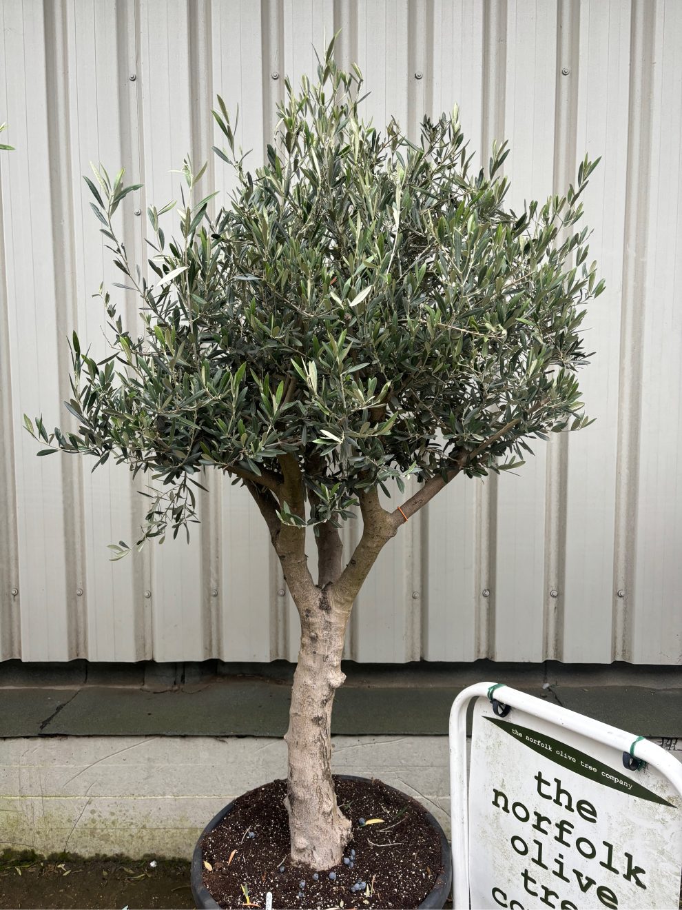 Olive Tree in Pot delivery include do - The Norfolk Olive Tree Company