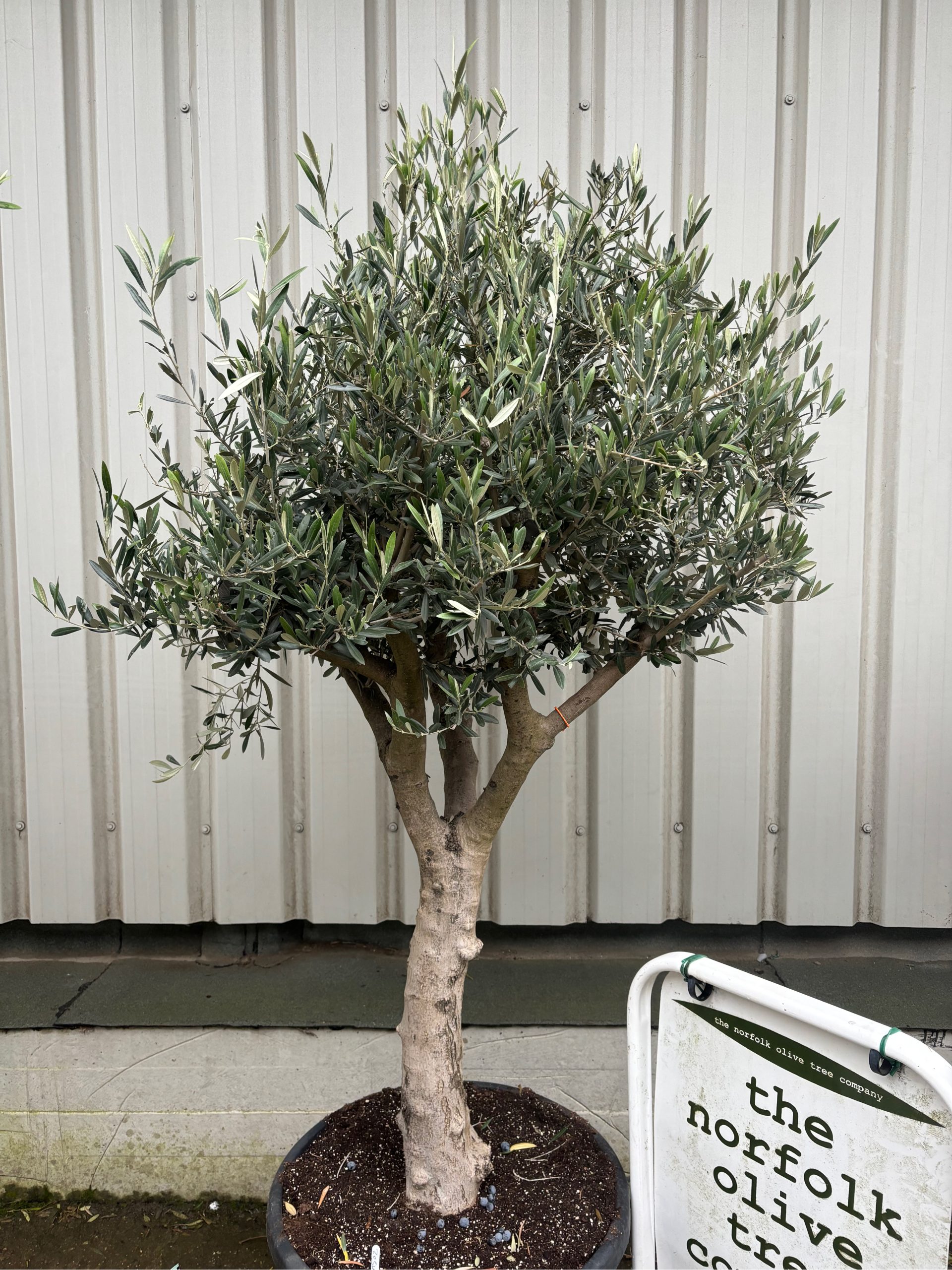 Olive Tree in Pot delivery include do - The Norfolk Olive Tree Company