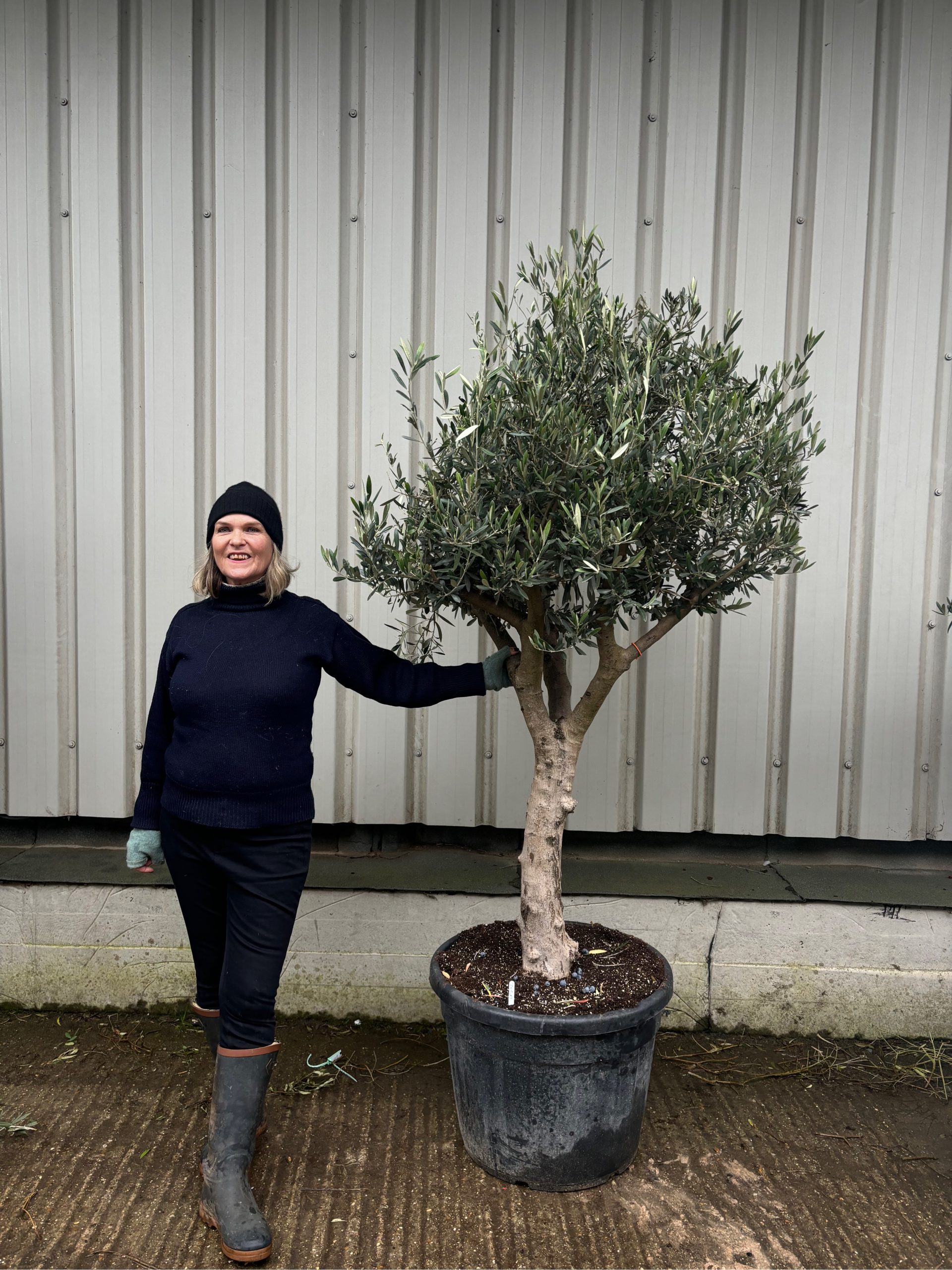 Olive Tree in Pot delivery include do - The Norfolk Olive Tree Company
