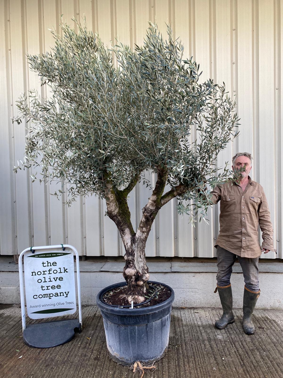 Branched Olive Tree ‘Tortuga’ - The Norfolk Olive Tree Company