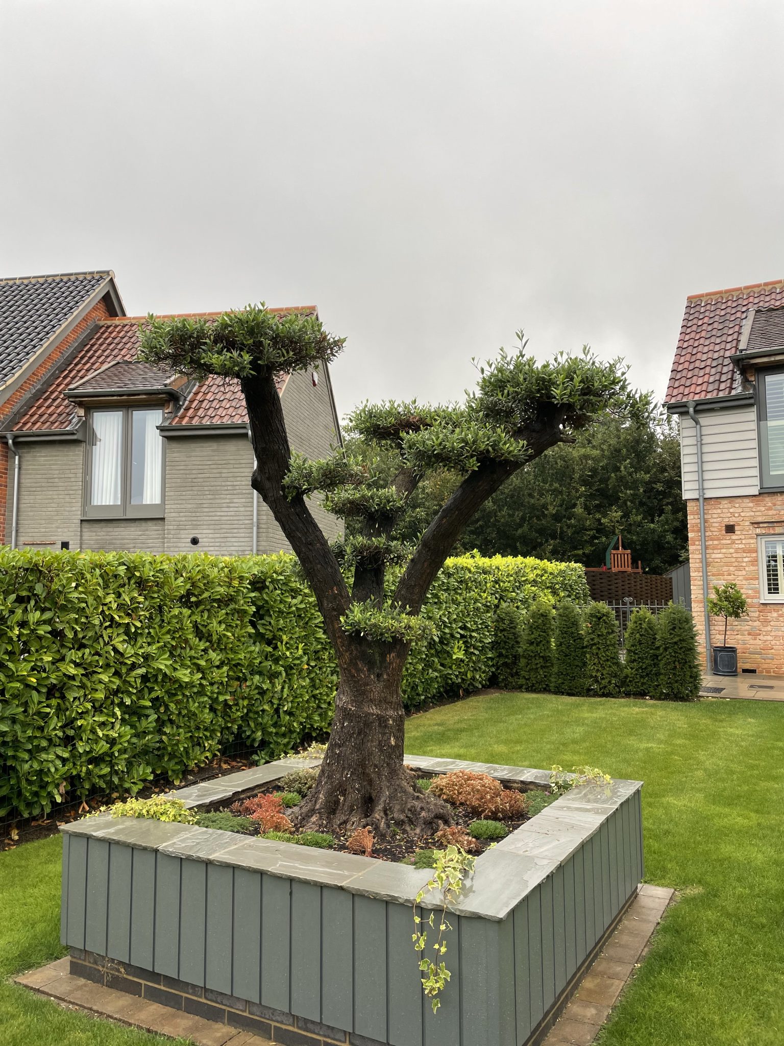How to Safely Repot a Large Olive tree - The Norfolk Olive Tree Company