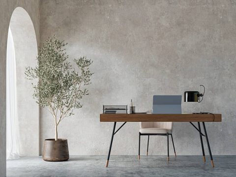 Indoor Olive Tree FAQ (UK) — Expert Tips for Growing Olive Trees ...