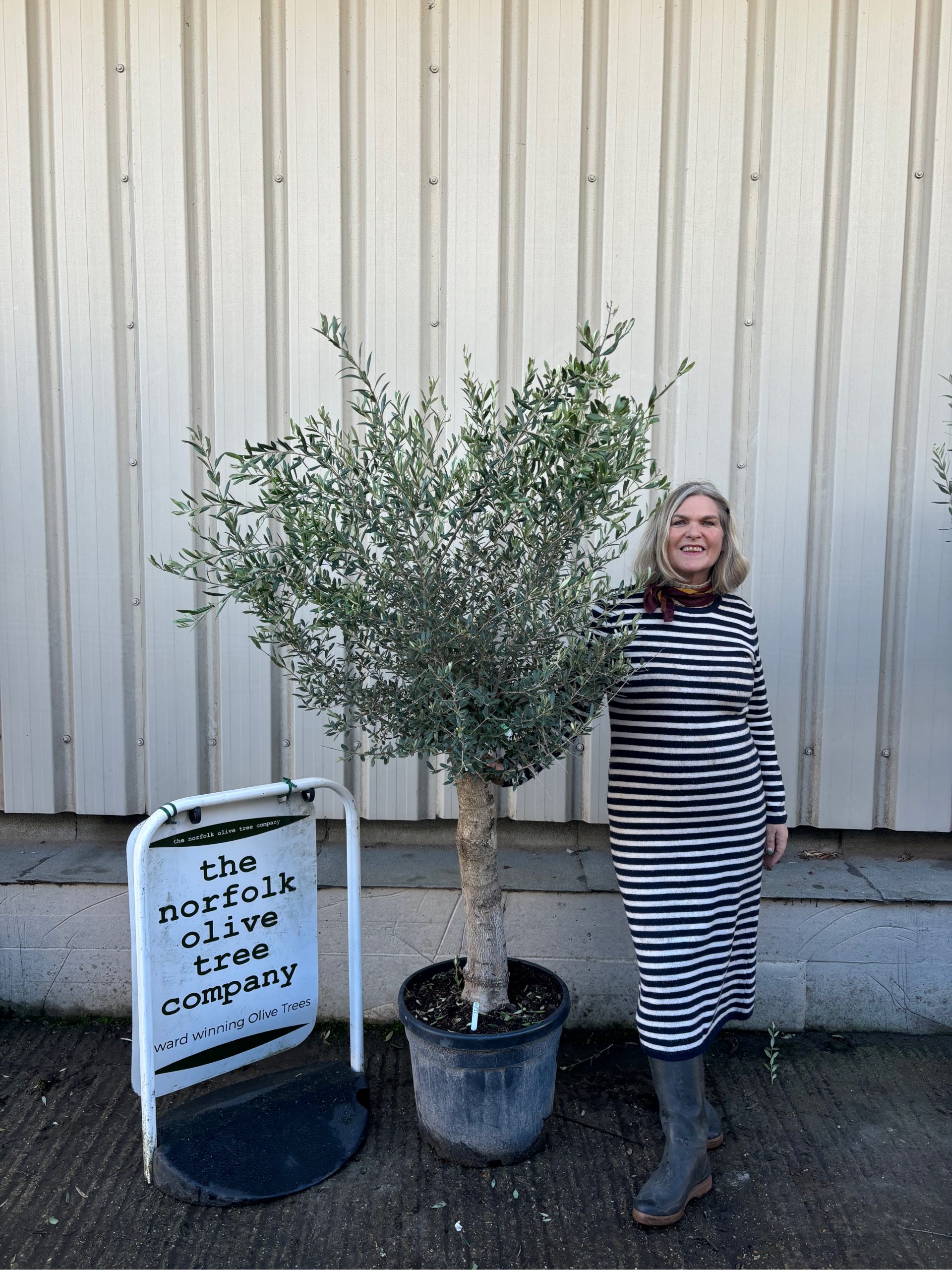 Olive Tree in Pot delivery included - The Norfolk Olive Tree Company