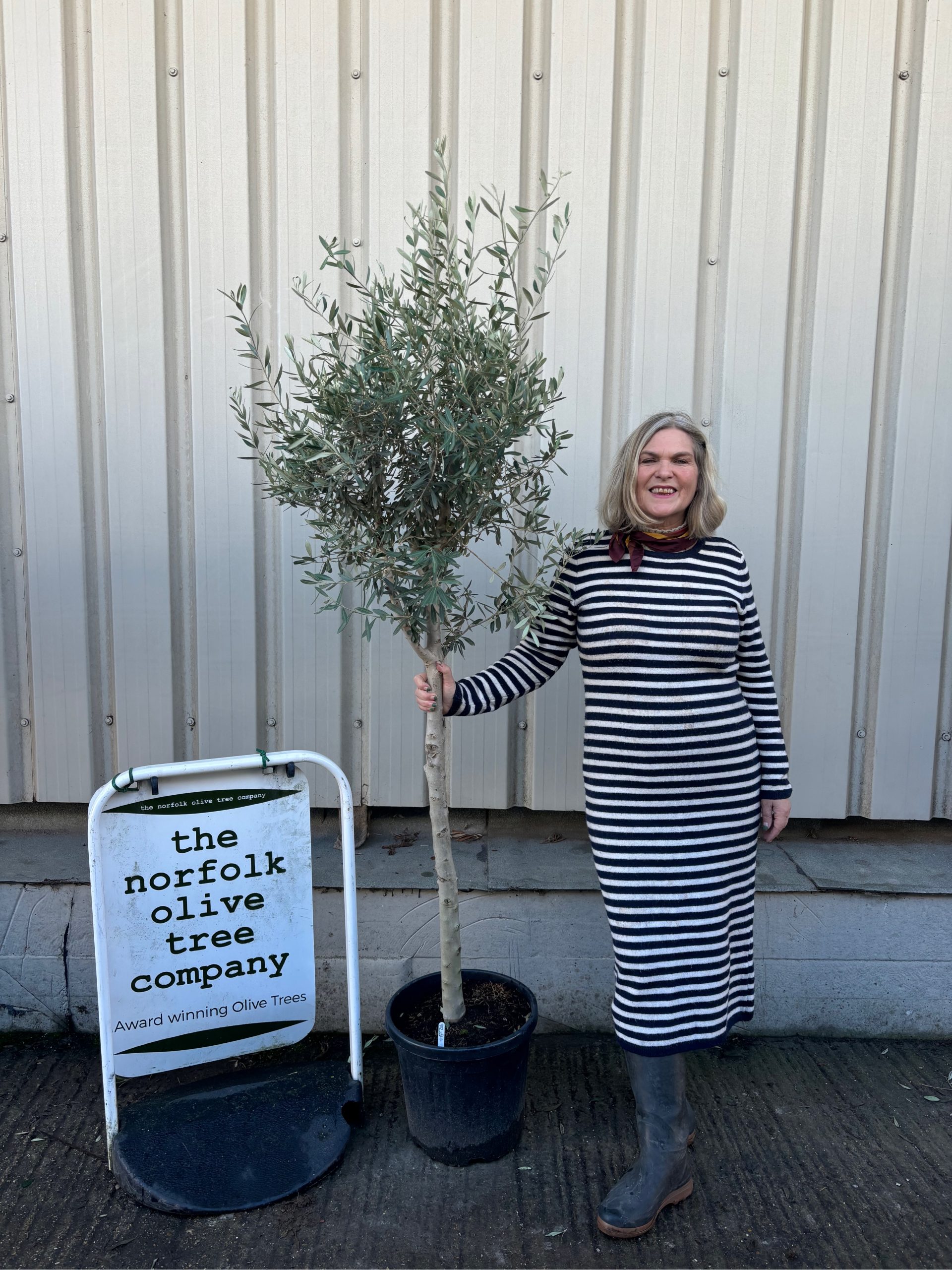Standard olive tree. Free delivery. - The Norfolk Olive Tree Company