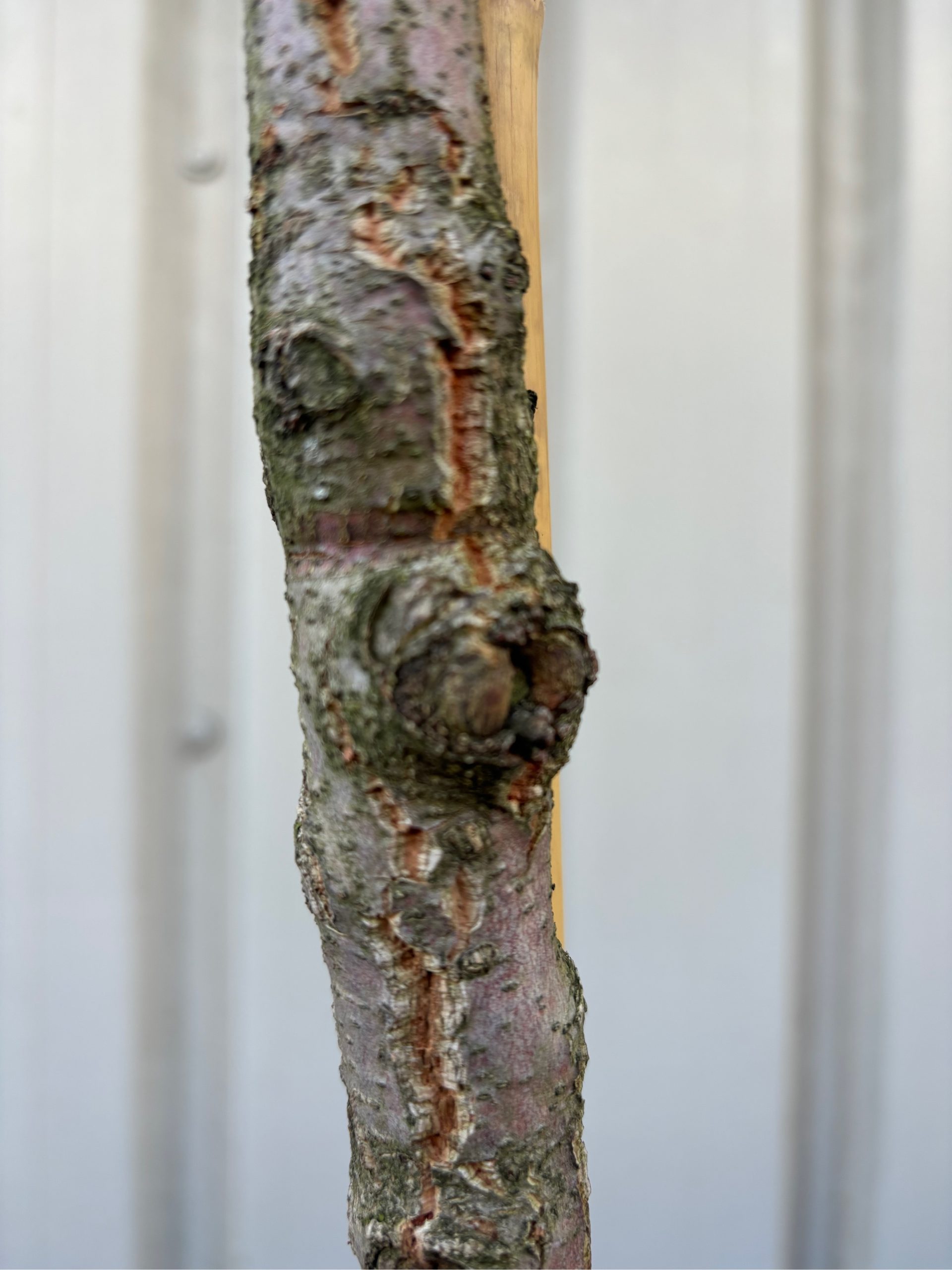 Cork Oak Tree (Quercus suber) - The Norfolk Olive Tree Company