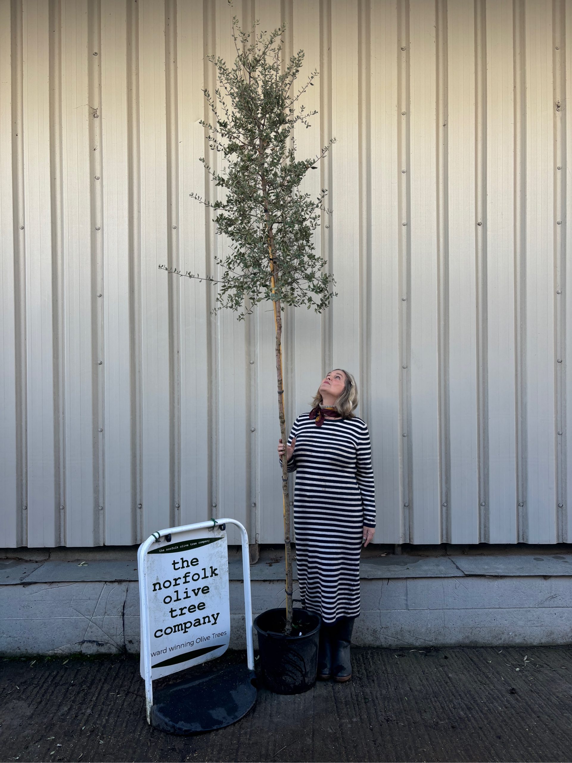 Cork Oak Tree (Quercus suber) - The Norfolk Olive Tree Company