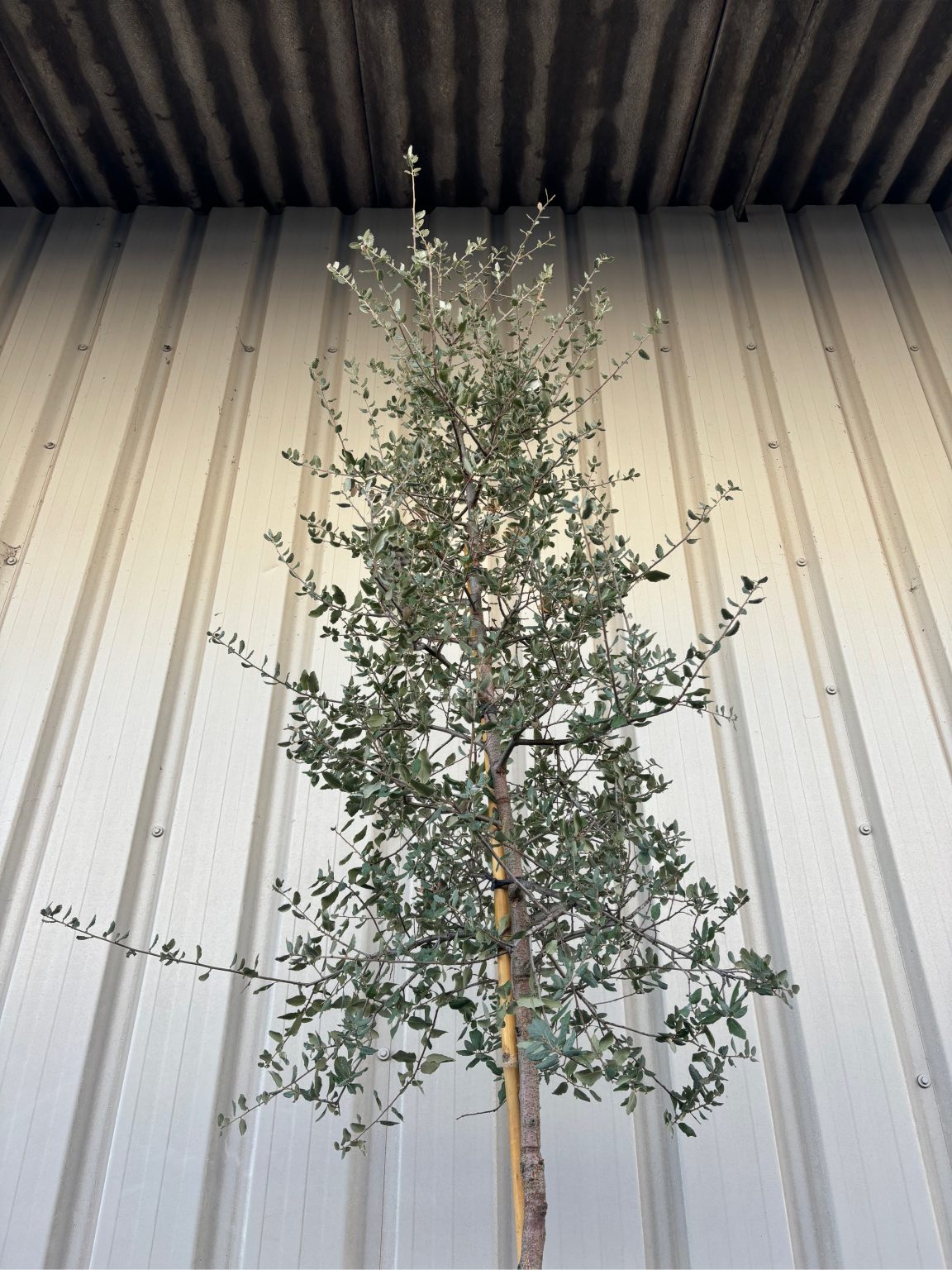 Cork Oak Tree (Quercus suber) - The Norfolk Olive Tree Company