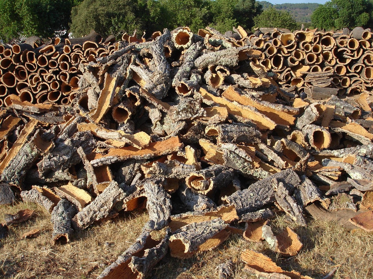 Why Our Rare Cork Oak Trees Are a Must-Have for Collectors & Wine ...