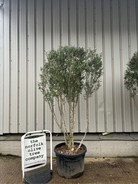 ‘Parachute’ pruned Italian Olive tree - The Norfolk Olive Tree Company