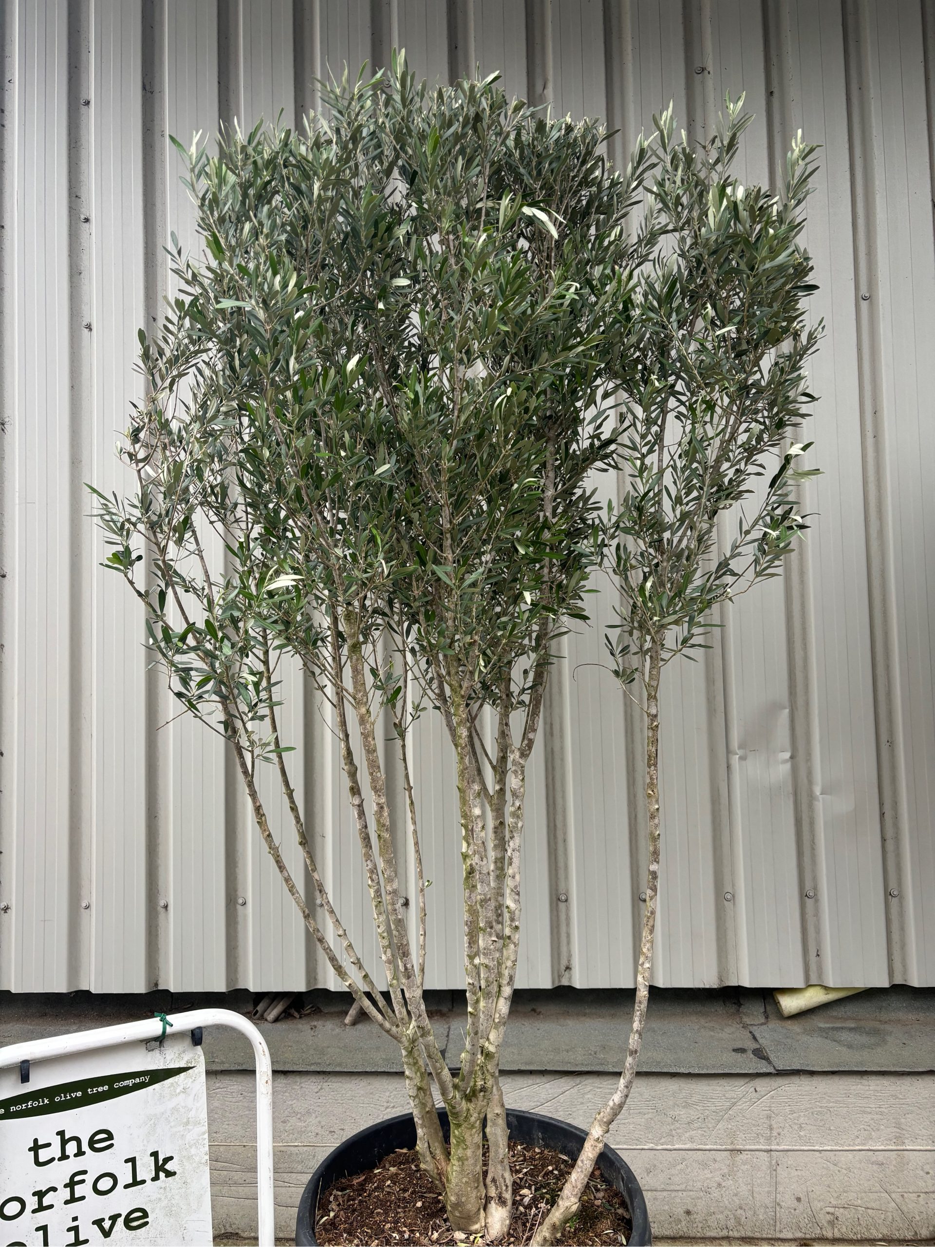 ‘Parachute’ pruned Italian Olive tree - The Norfolk Olive Tree Company