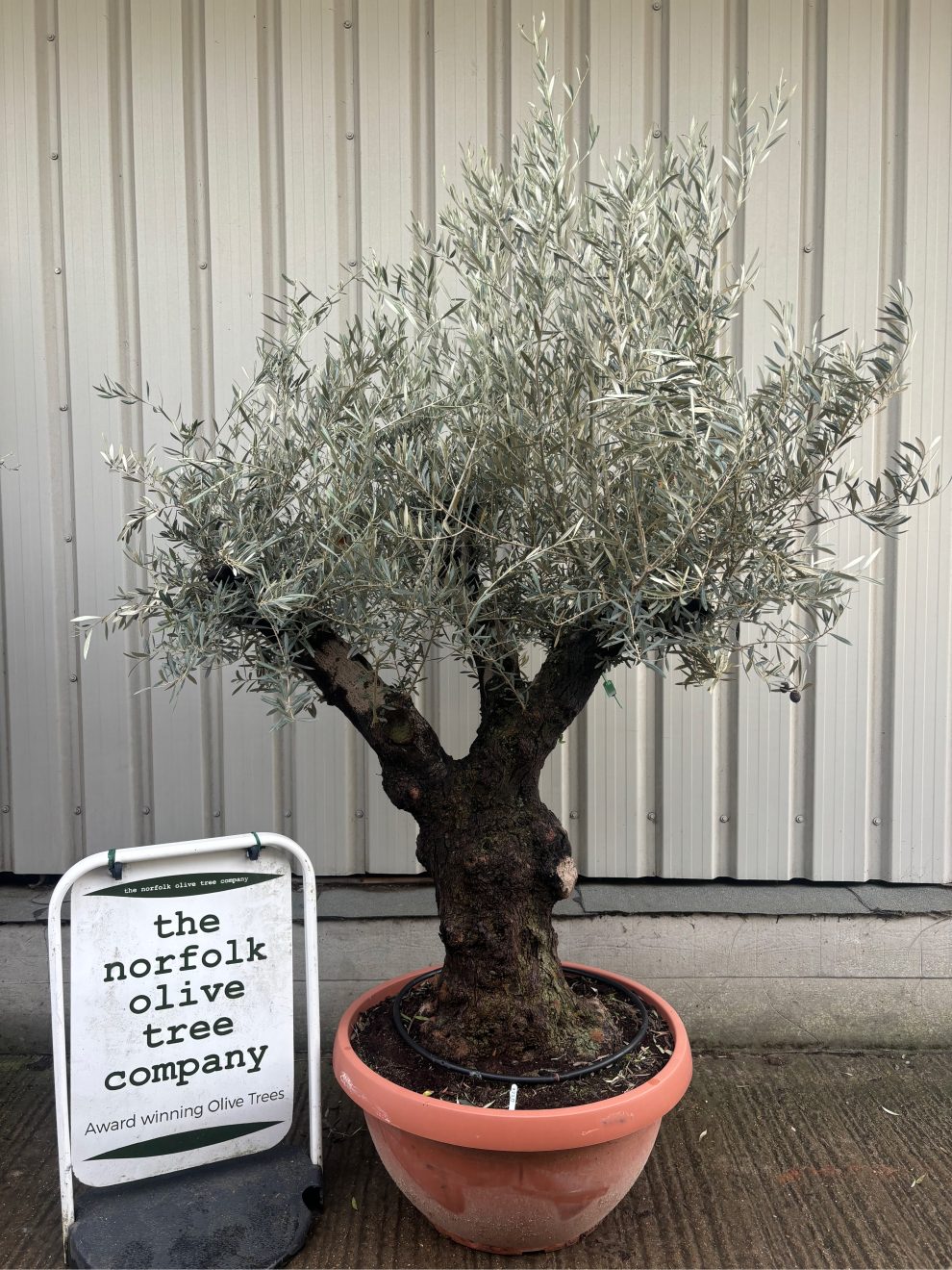 Gnarled Olive tree bonsai bowl - The Norfolk Olive Tree Company