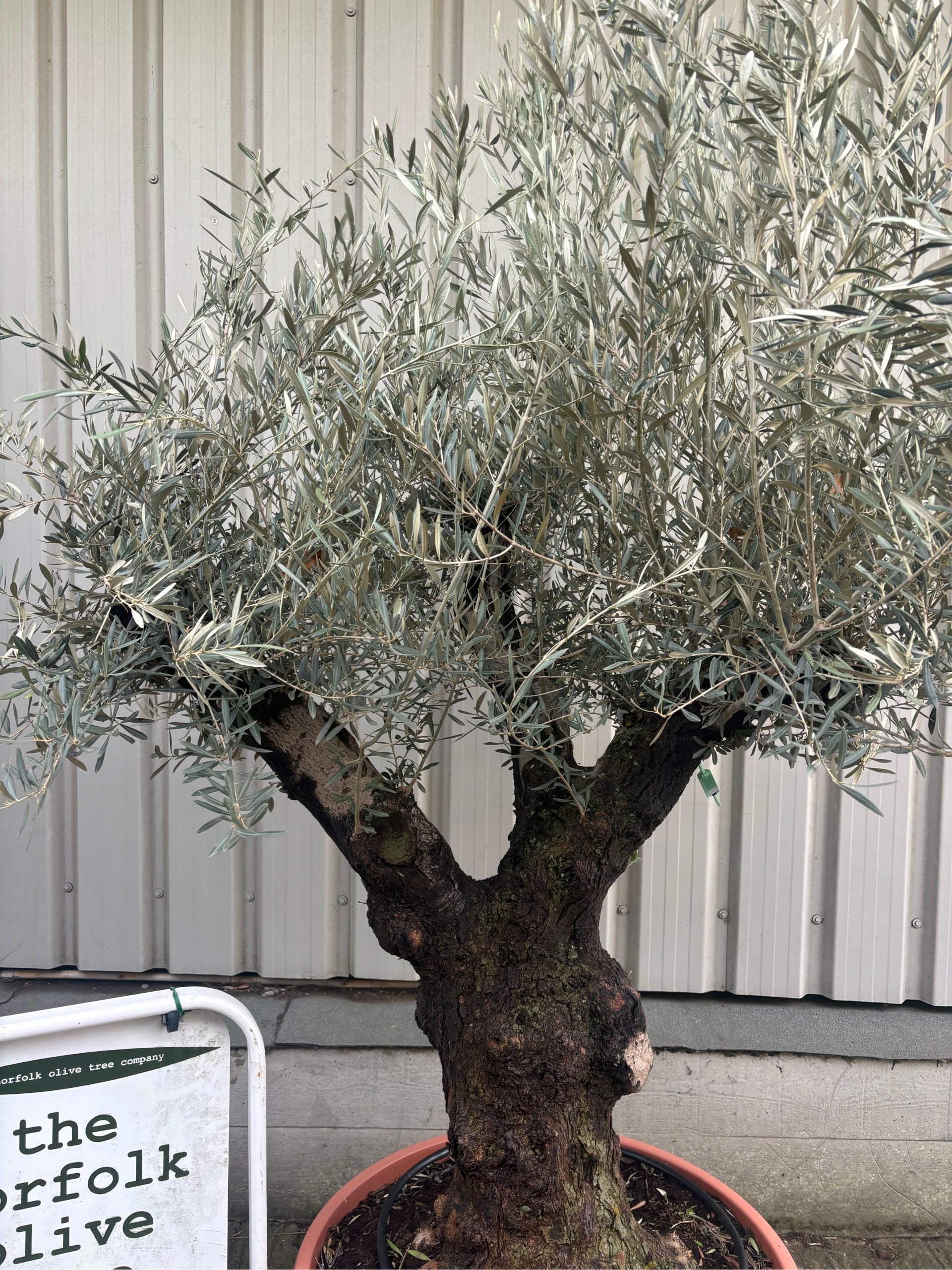Gnarled Olive tree bonsai bowl - The Norfolk Olive Tree Company