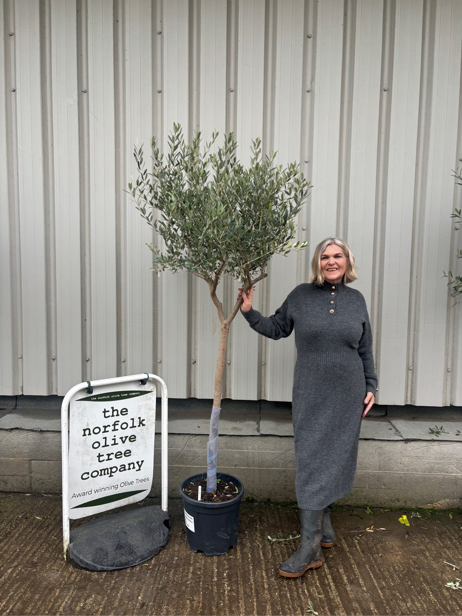 Formatively Pruned Tuscan Olive Tree with Wispy Open Crown -delivery ...
