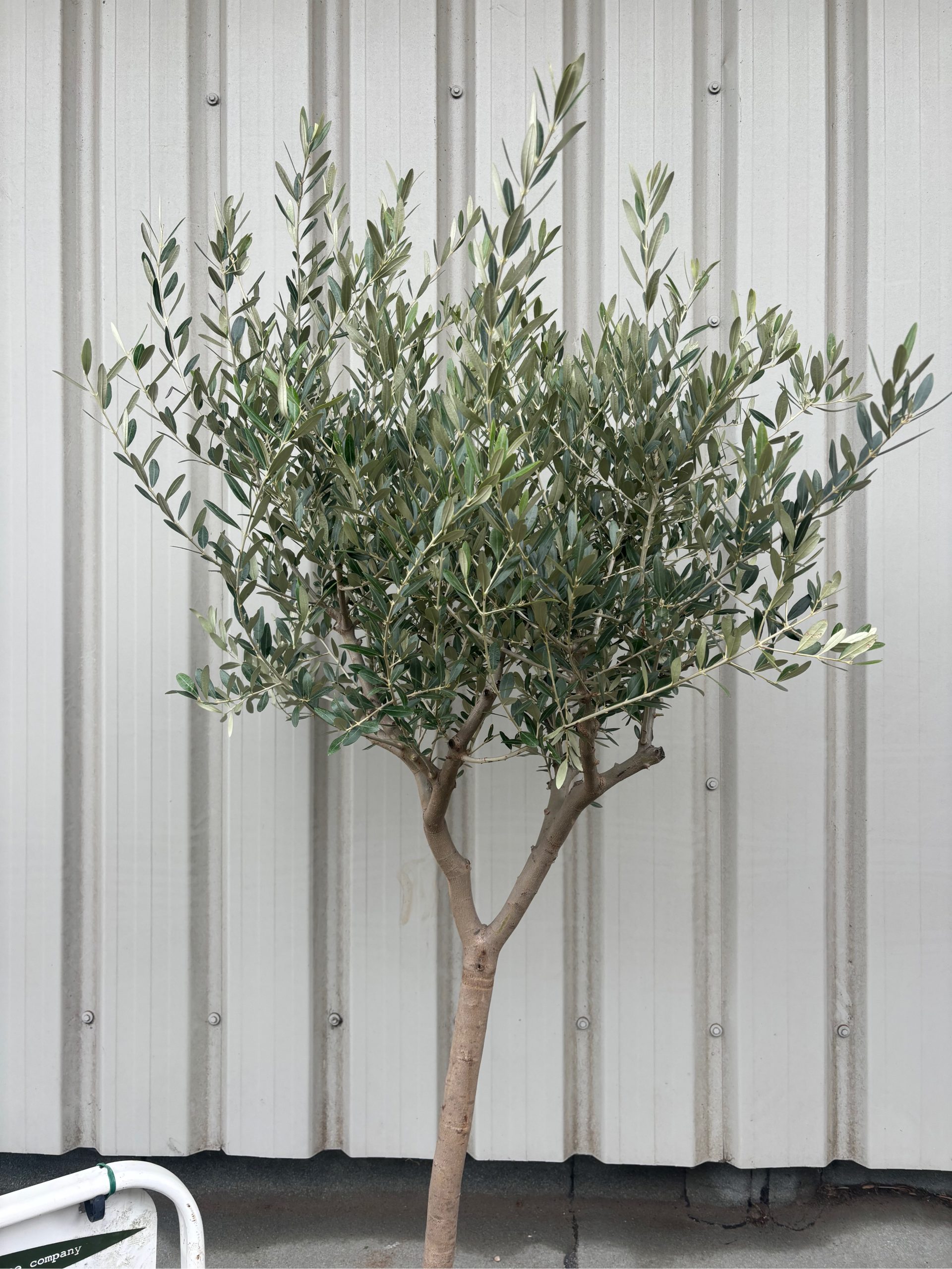 Formatively Pruned Tuscan Olive Tree with Wispy Open Crown -delivery ...