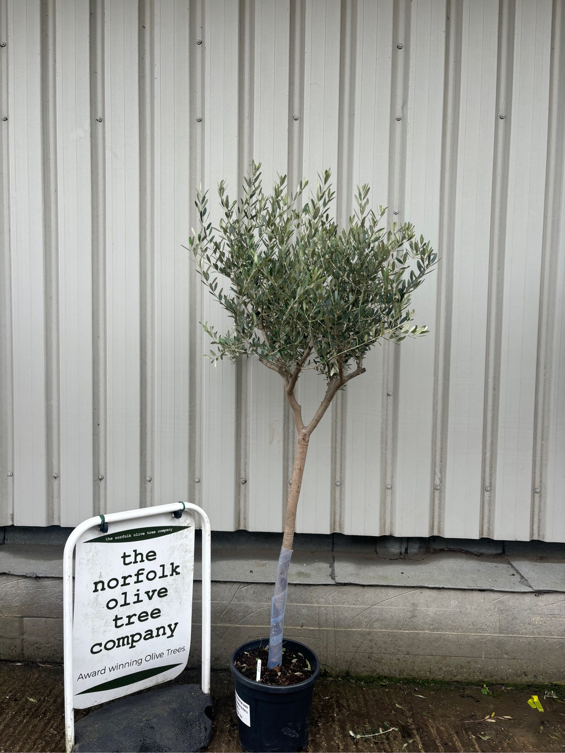 Formatively Pruned Tuscan Olive Tree with Wispy Open Crown -delivery ...