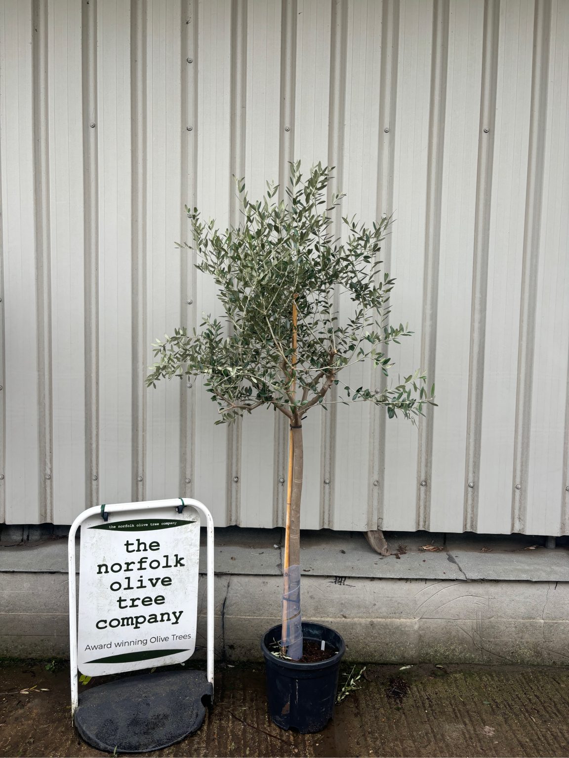 Formatively Pruned Tuscan Olive Tree with Wispy Open Crown -delivery ...