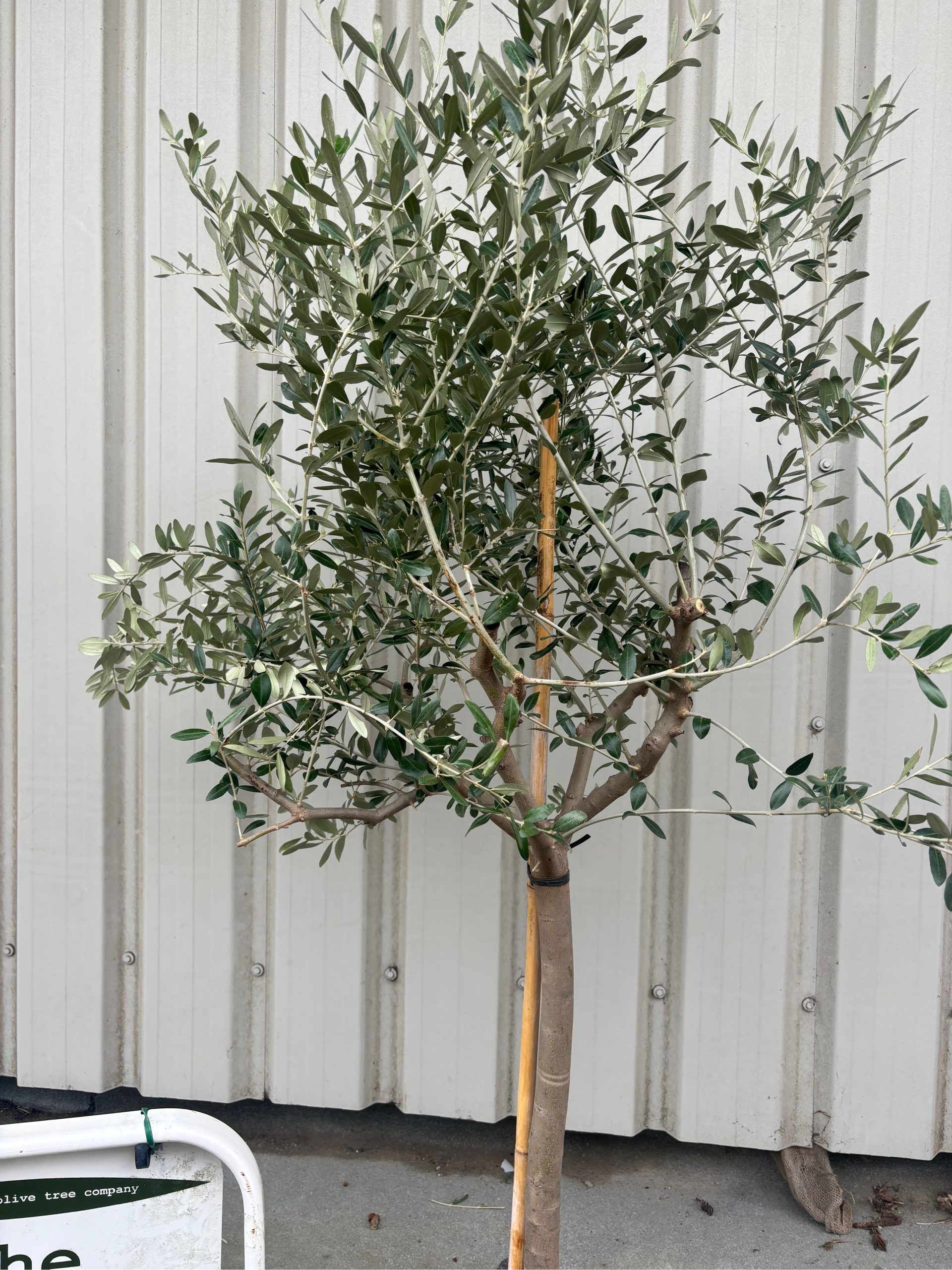 Formatively Pruned Tuscan Olive Tree with Wispy Open Crown -delivery ...