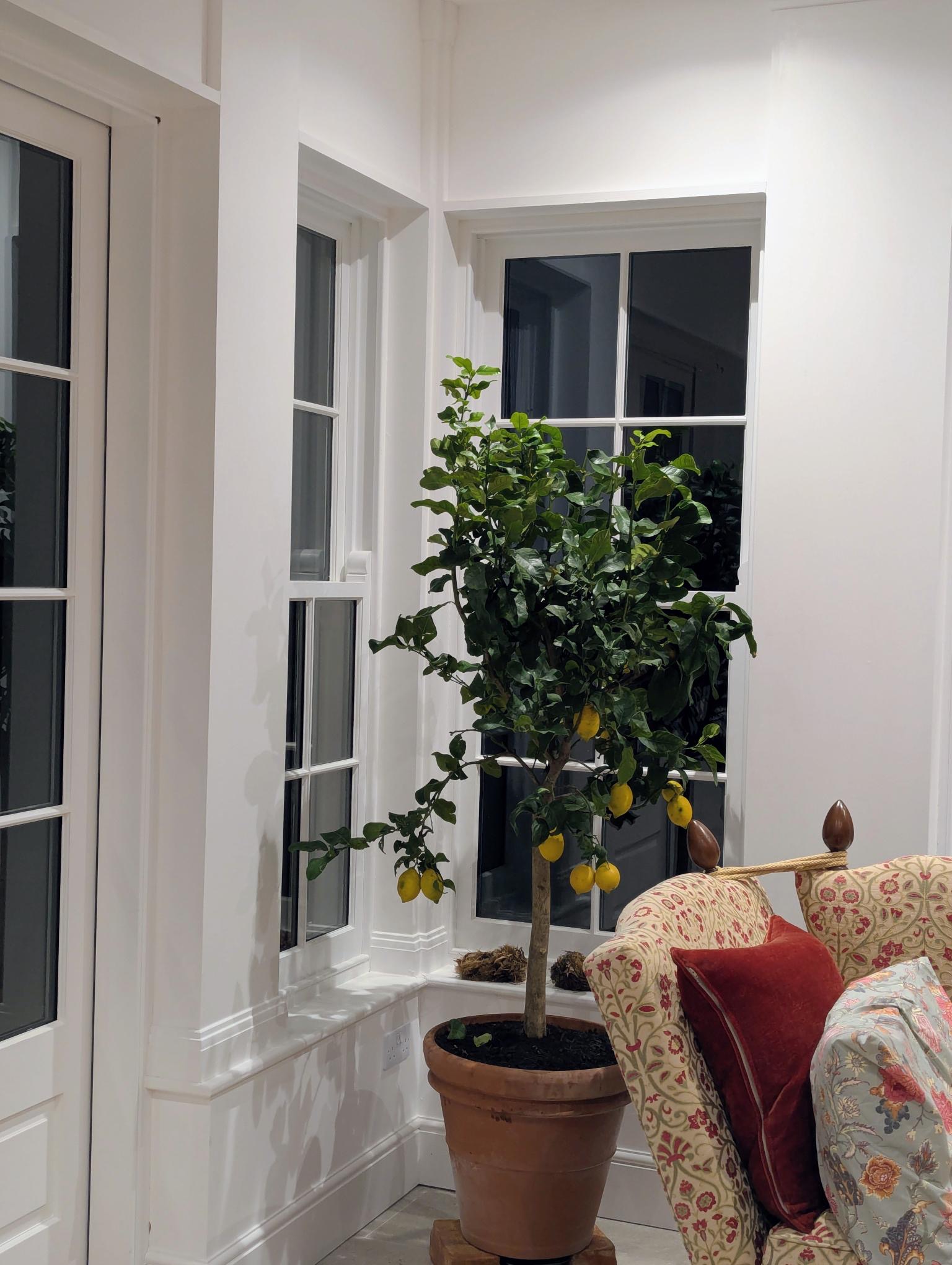 Winter Care for Lemon Trees in the UK | Expert Orangery Advice - The ...