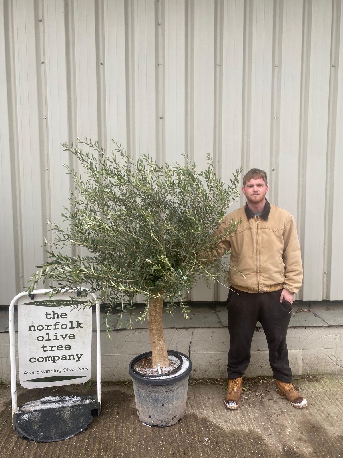 Olive Tree in Pot delivery included - The Norfolk Olive Tree Company