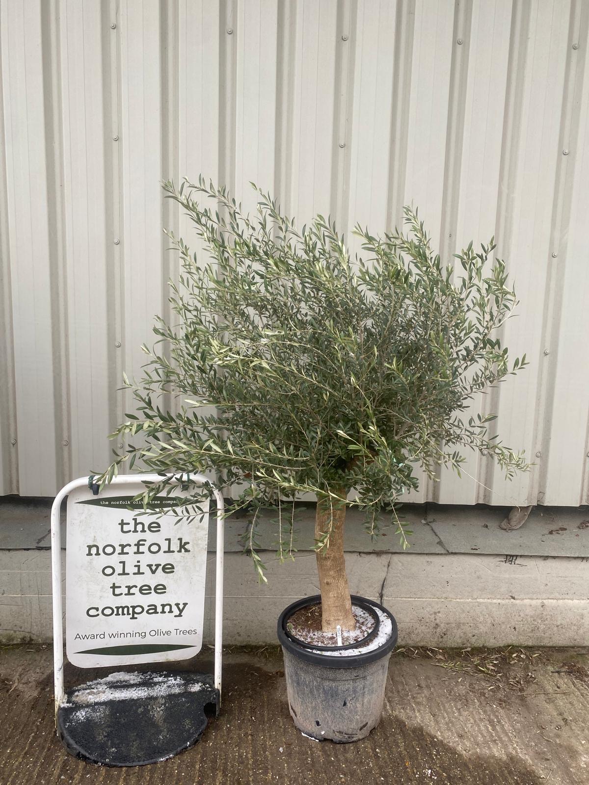 Olive Tree in Pot delivery included - The Norfolk Olive Tree Company