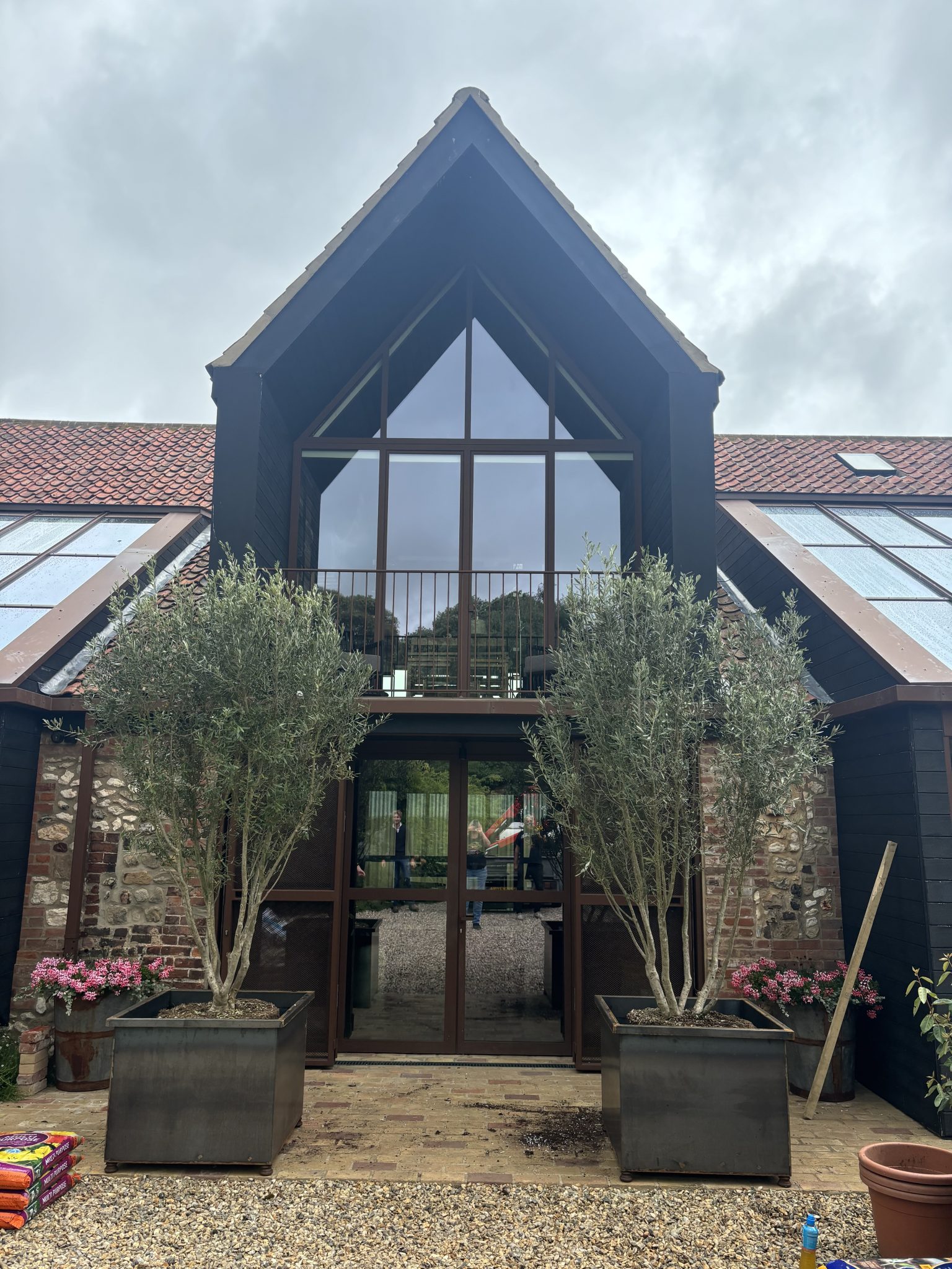How to Safely Repot a Large Olive tree - The Norfolk Olive Tree Company