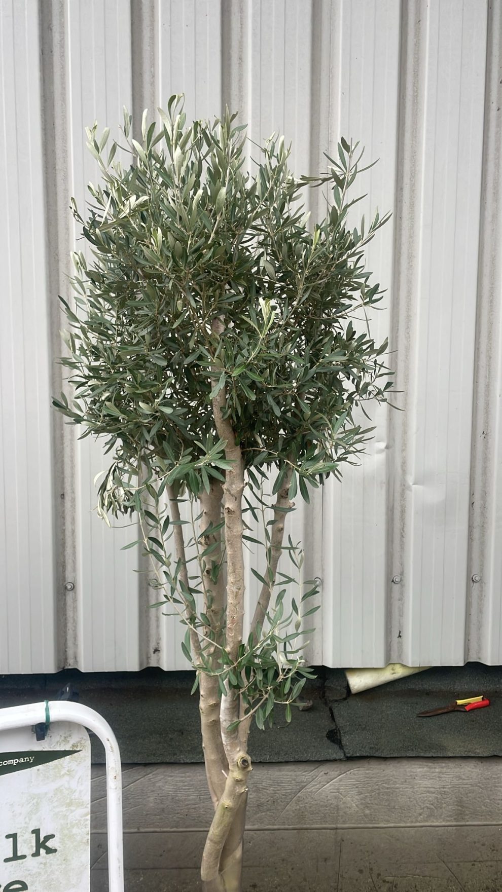 London Olive tree delivery included - The Norfolk Olive Tree Company