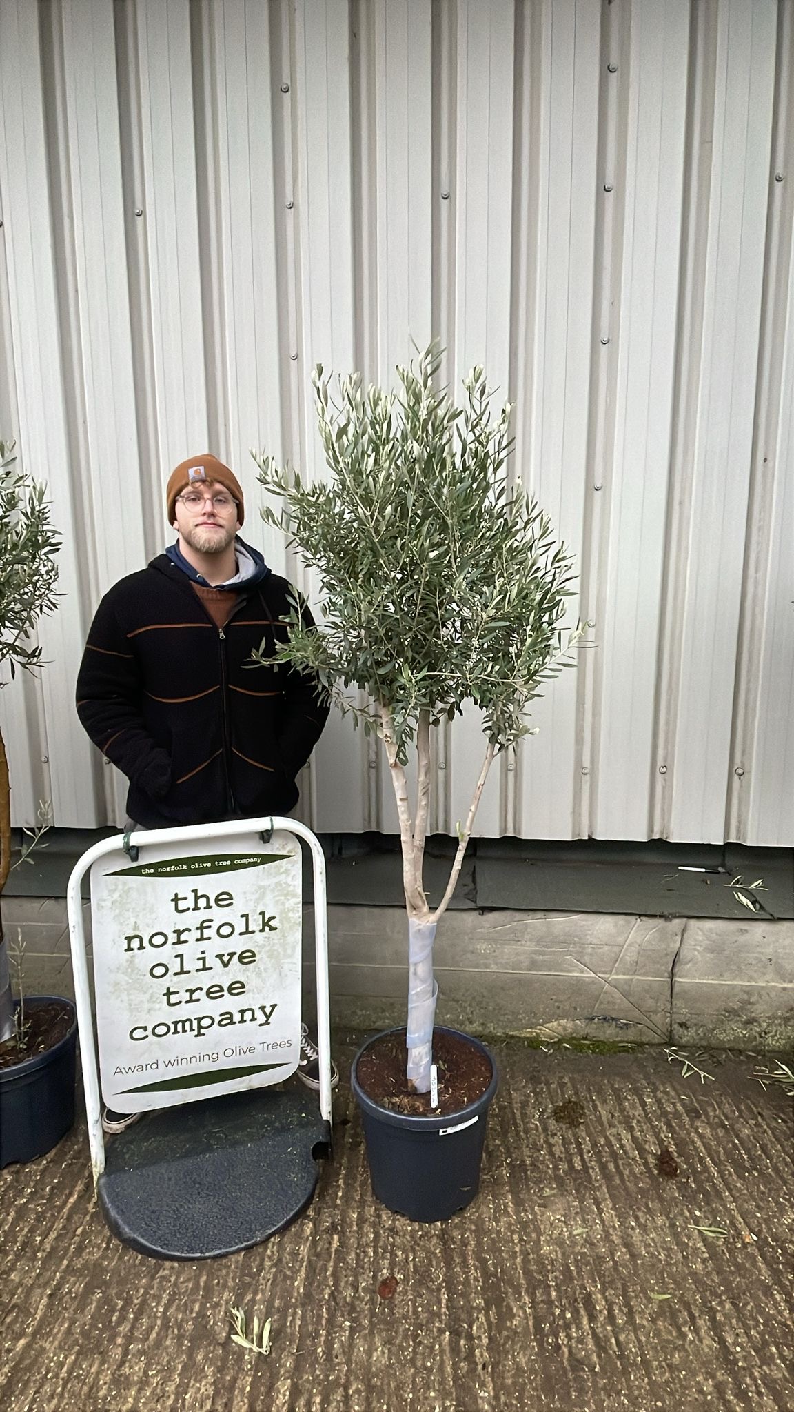 Olive Tree in Pot delivery included - The Norfolk Olive Tree Company