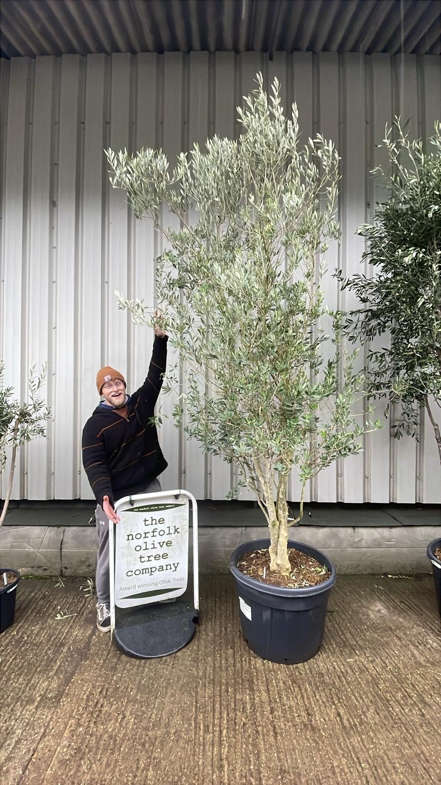 Multi-stem screening olive tree - The Norfolk Olive Tree Company