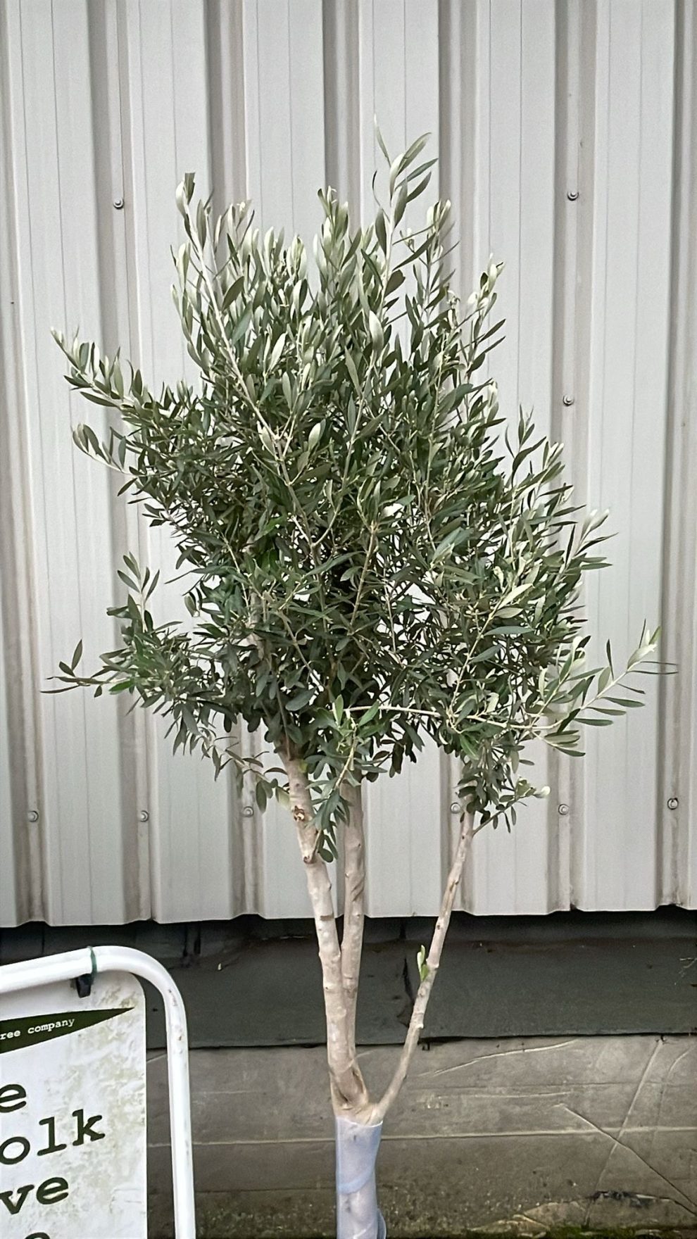 Olive Tree in Pot delivery included - The Norfolk Olive Tree Company