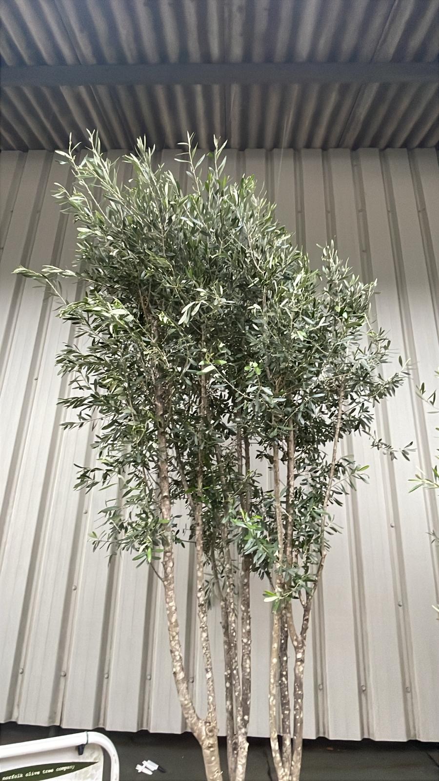 Multi-stem screening olive tree - The Norfolk Olive Tree Company