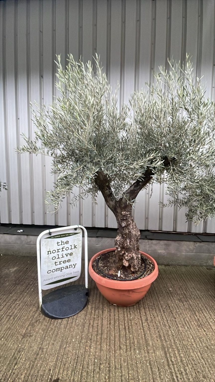 Gnarled Olive tree bonsai bowl - The Norfolk Olive Tree Company