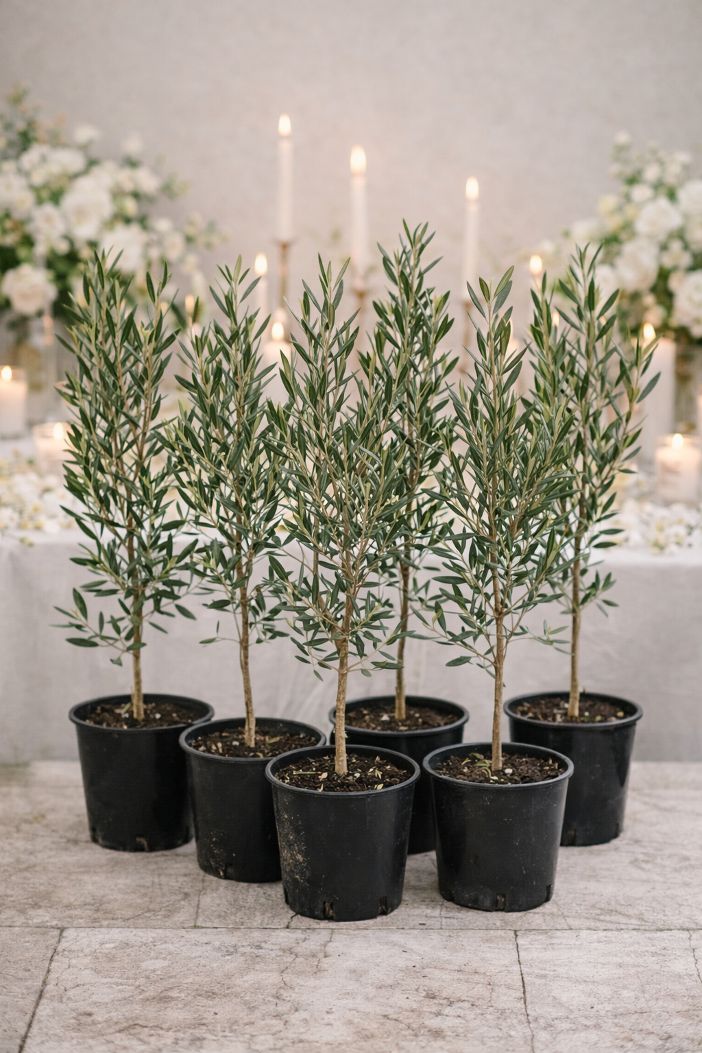Wedding Favours Olive Trees | Set of 6 Cipressino Olive Trees ...