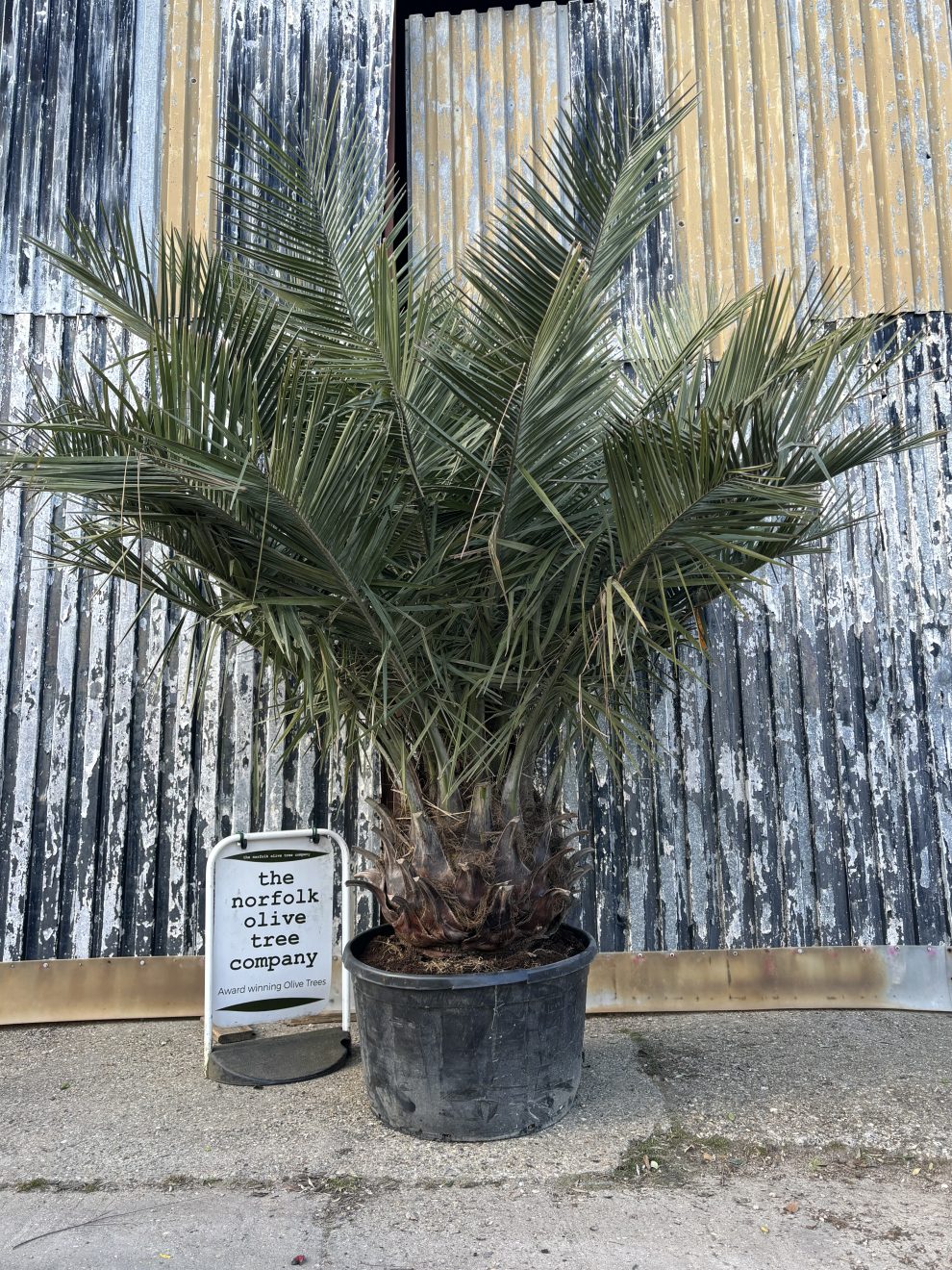 The Extra Large Jubaea Chilensis: A Rare Palm for Serious Gardens - The ...