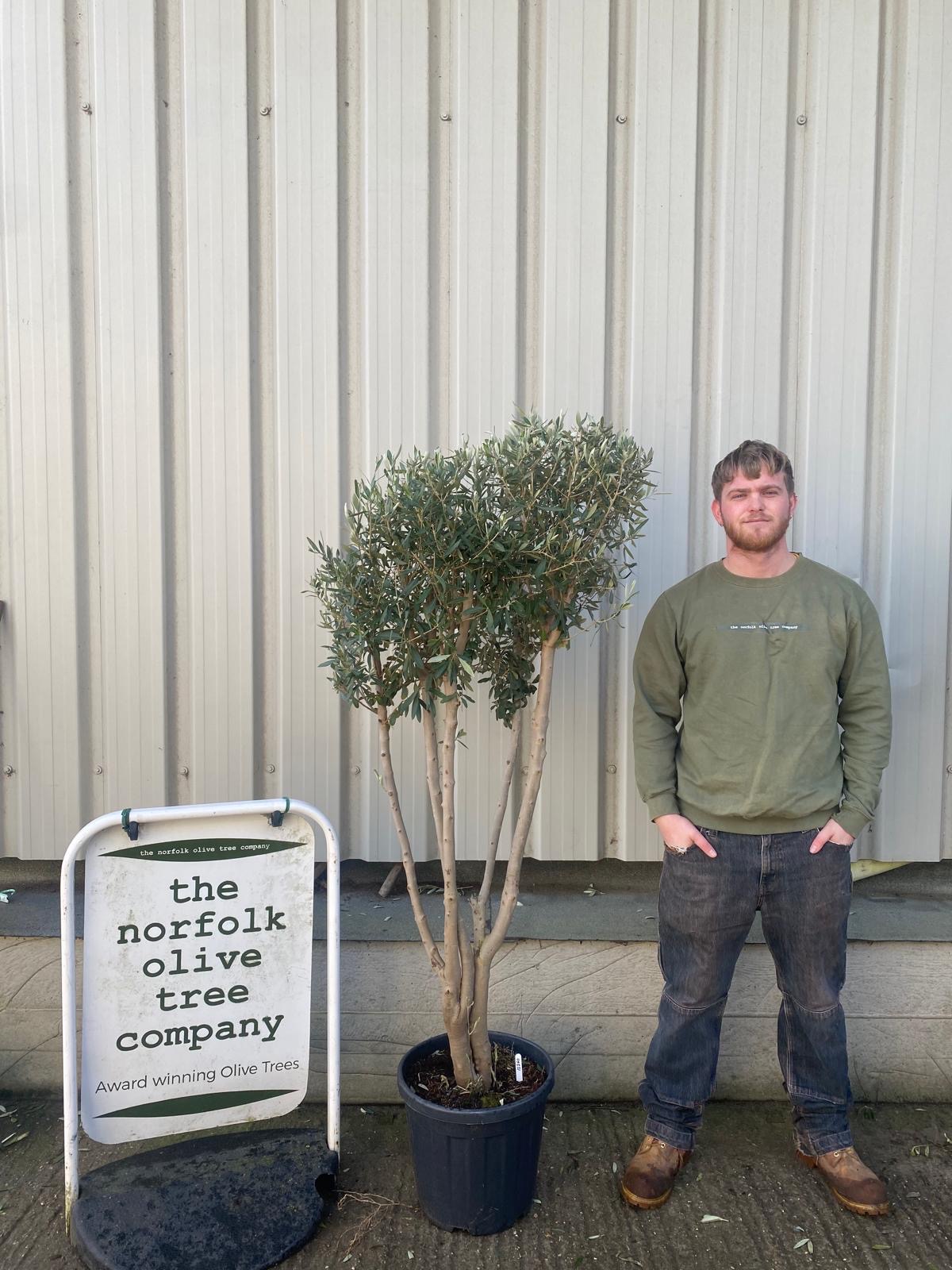 Multi-stem Olive tree. Delivery included. - The Norfolk Olive Tree Company