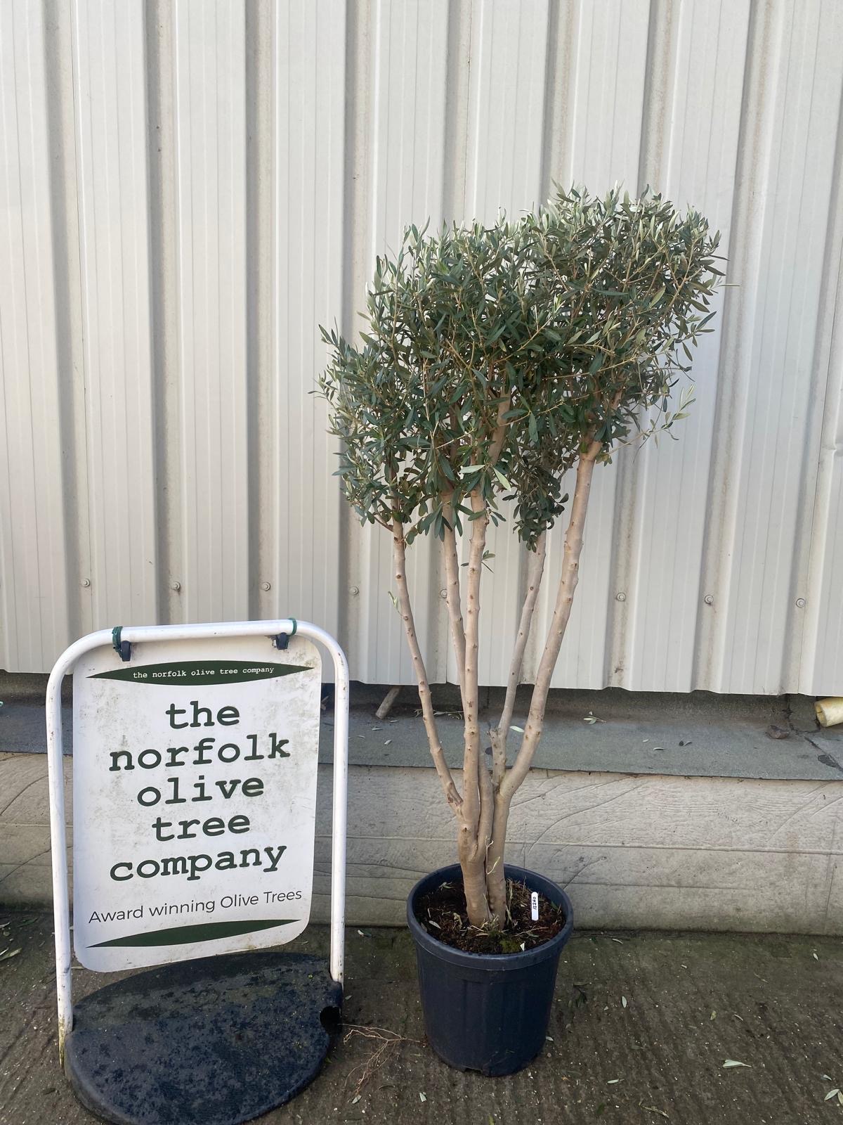 Multi-stem Olive tree. Delivery included. - The Norfolk Olive Tree Company