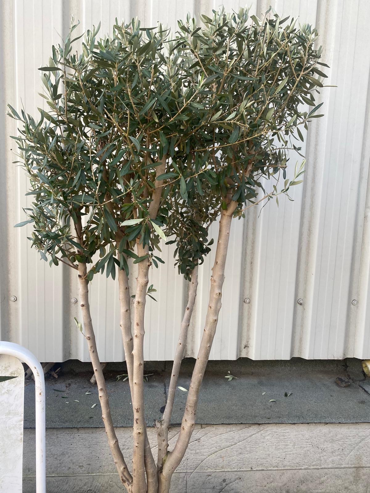 Multi-stem Olive tree. Delivery included. - The Norfolk Olive Tree Company