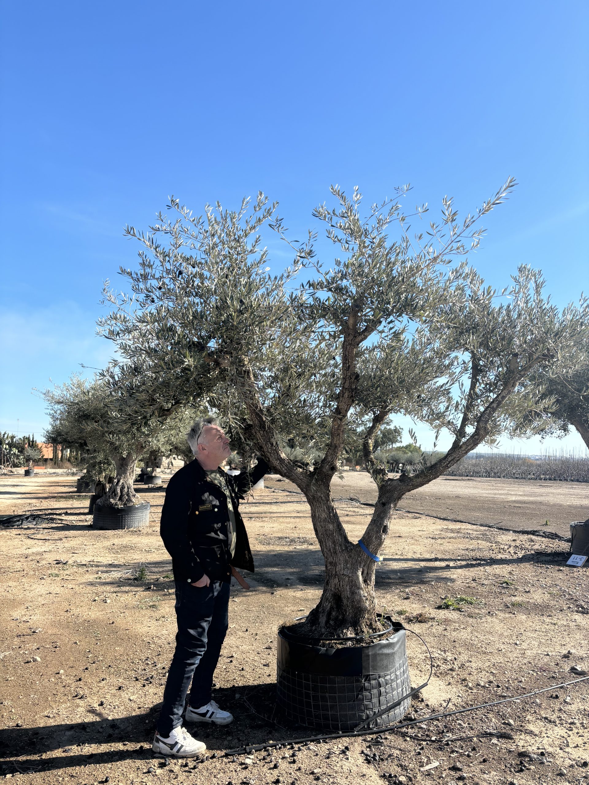 Buy Olive Trees the Right Way | Inside Our Buying Trip to Spain - The ...