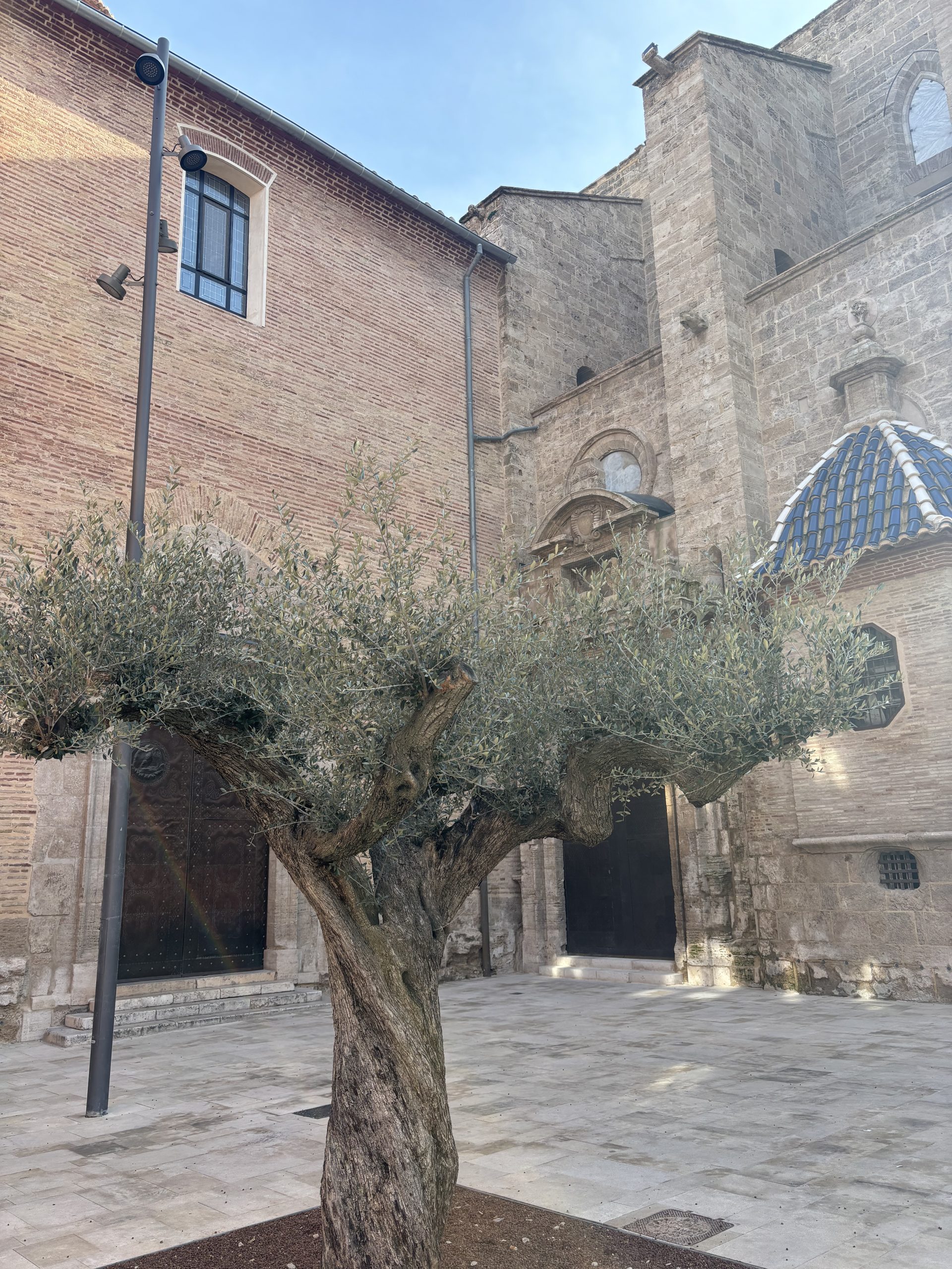 Buy Olive Trees the Right Way | Inside Our Buying Trip to Spain - The Norfolk Olive Tree Company