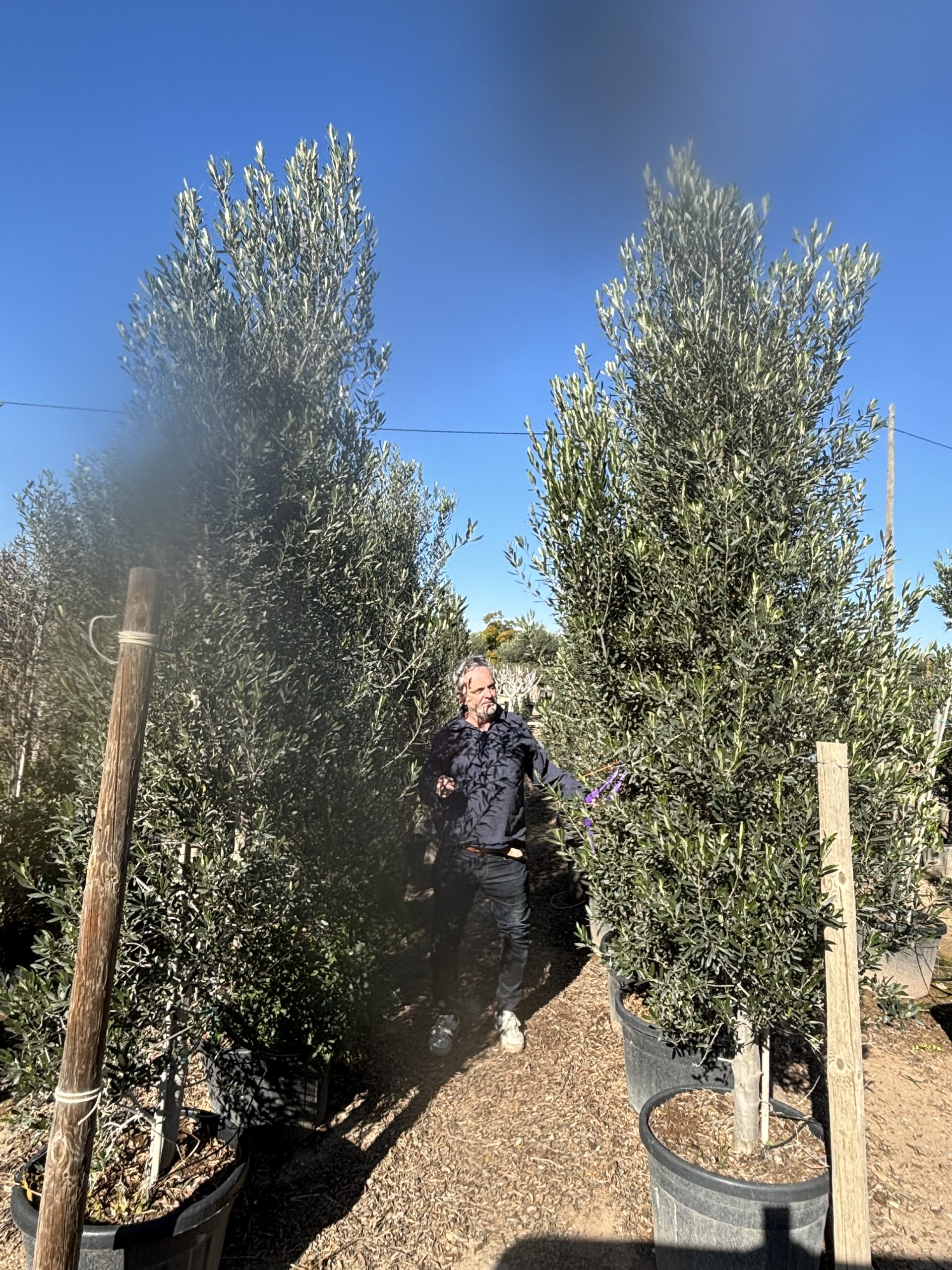 Buy Olive Trees the Right Way | Inside Our Buying Trip to Spain - The ...
