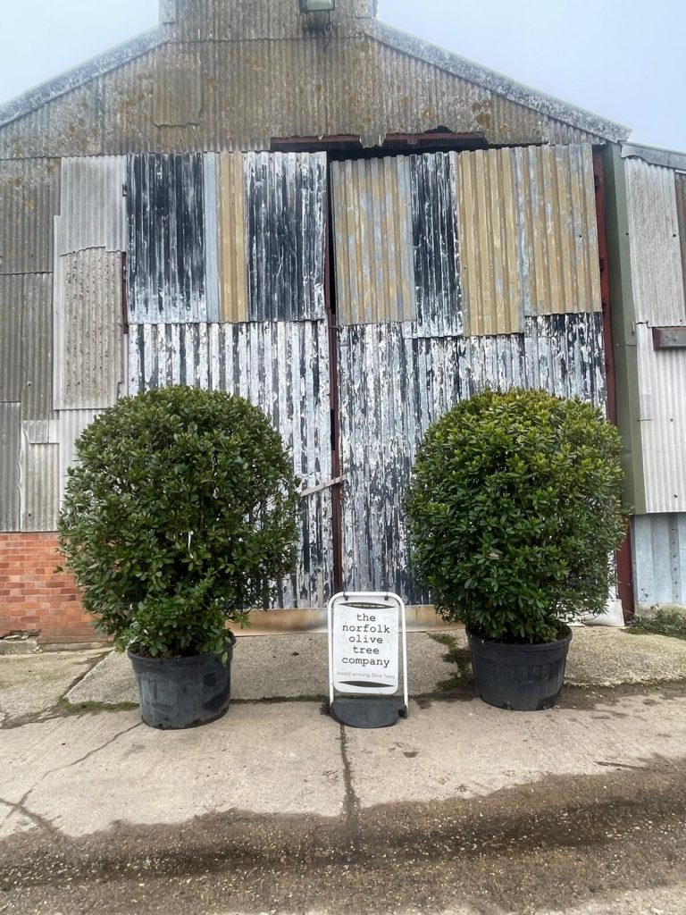 Elegant Bay Tree Topiary for Formal Gardens, Kitchen Gardens and ...