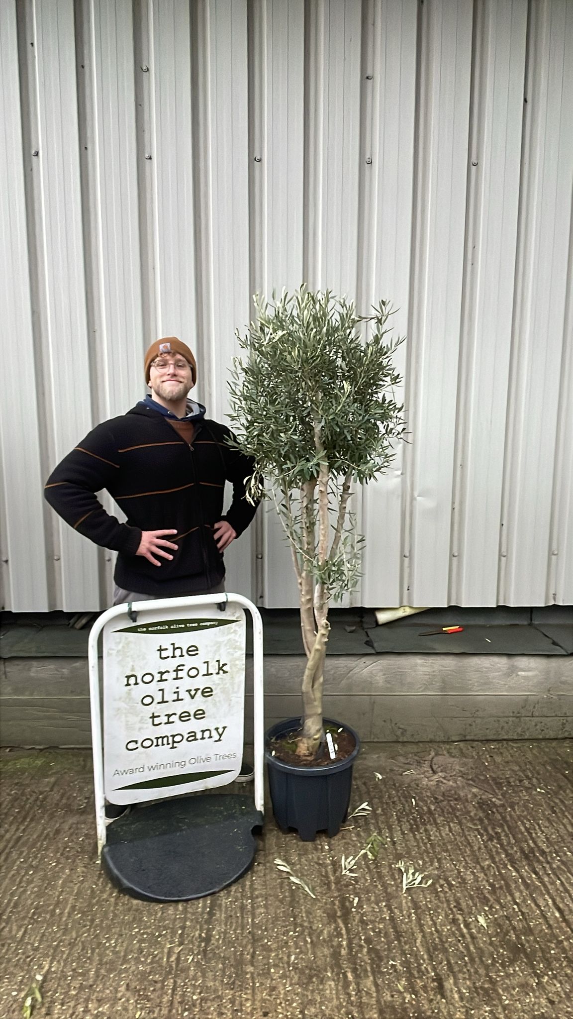 London Olive tree delivery included - The Norfolk Olive Tree Company
