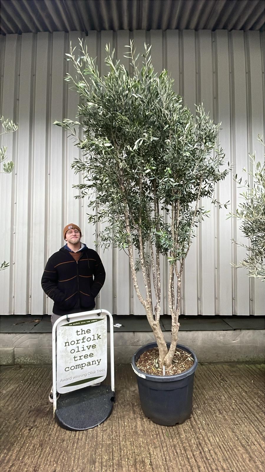 Multi-stem screening olive tree - The Norfolk Olive Tree Company