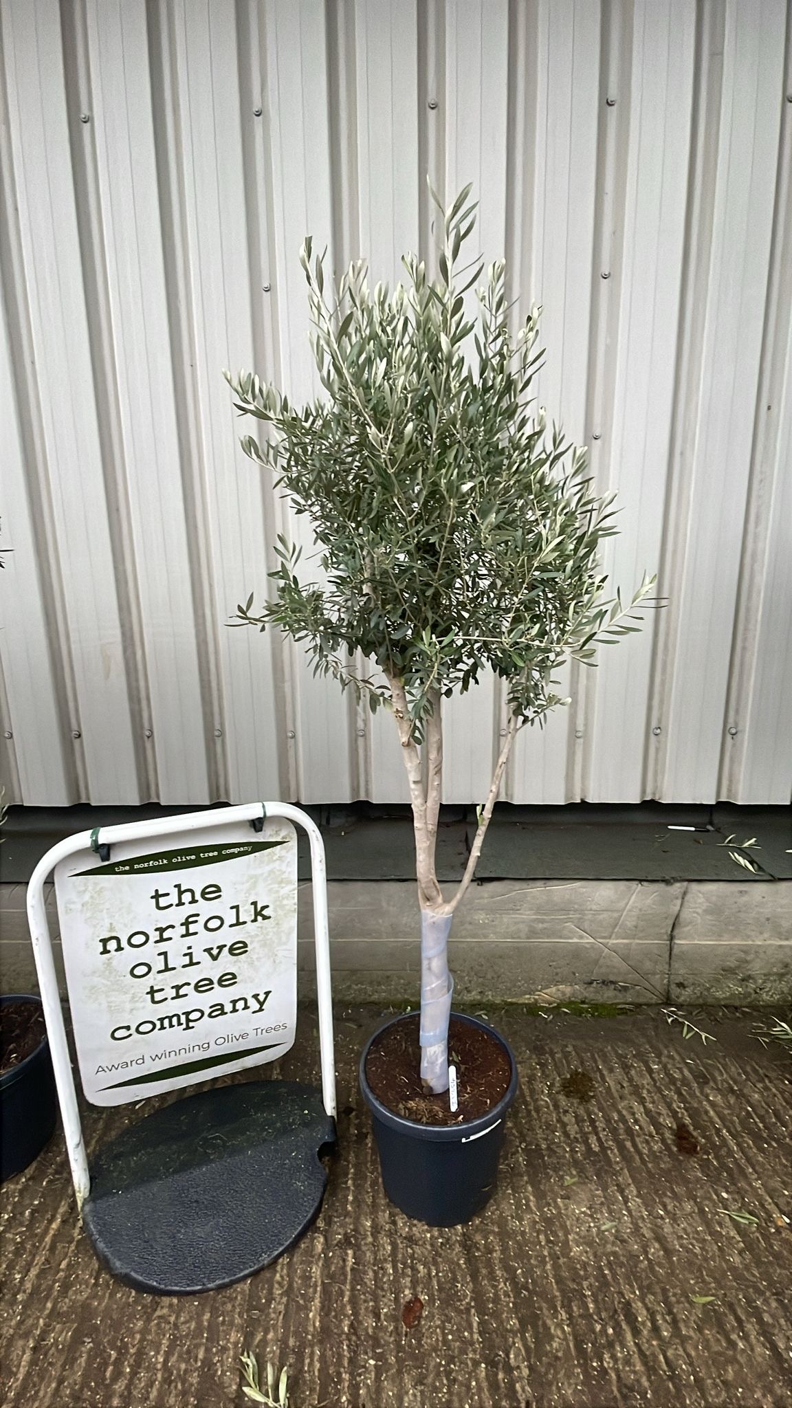 Olive Tree in Pot delivery included - The Norfolk Olive Tree Company