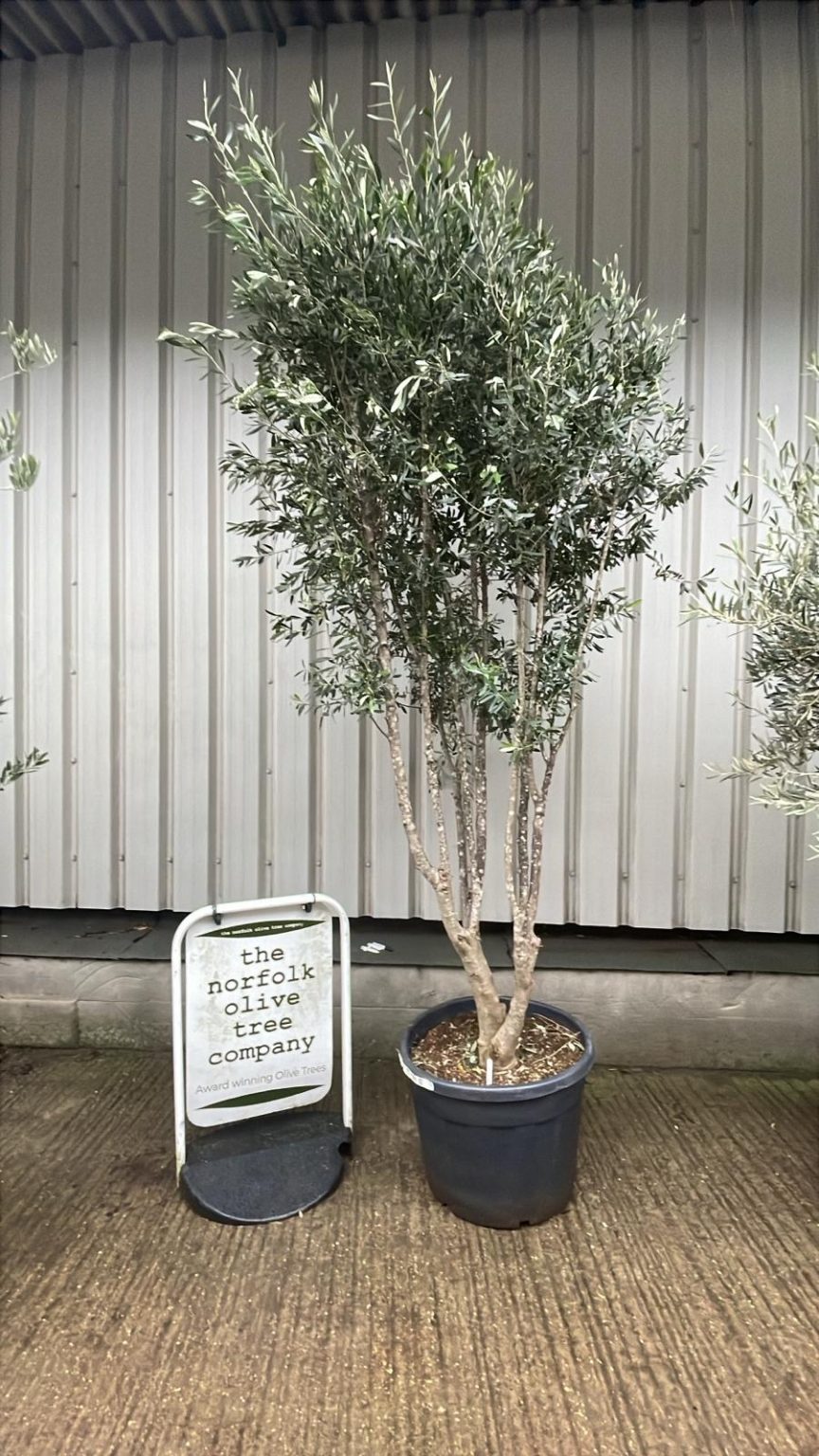 Multi-stem screening olive tree - The Norfolk Olive Tree Company