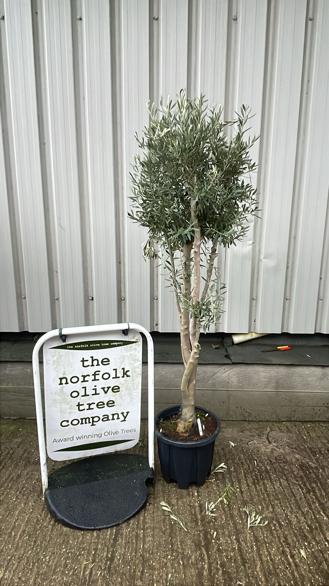 London Olive tree delivery included - The Norfolk Olive Tree Company