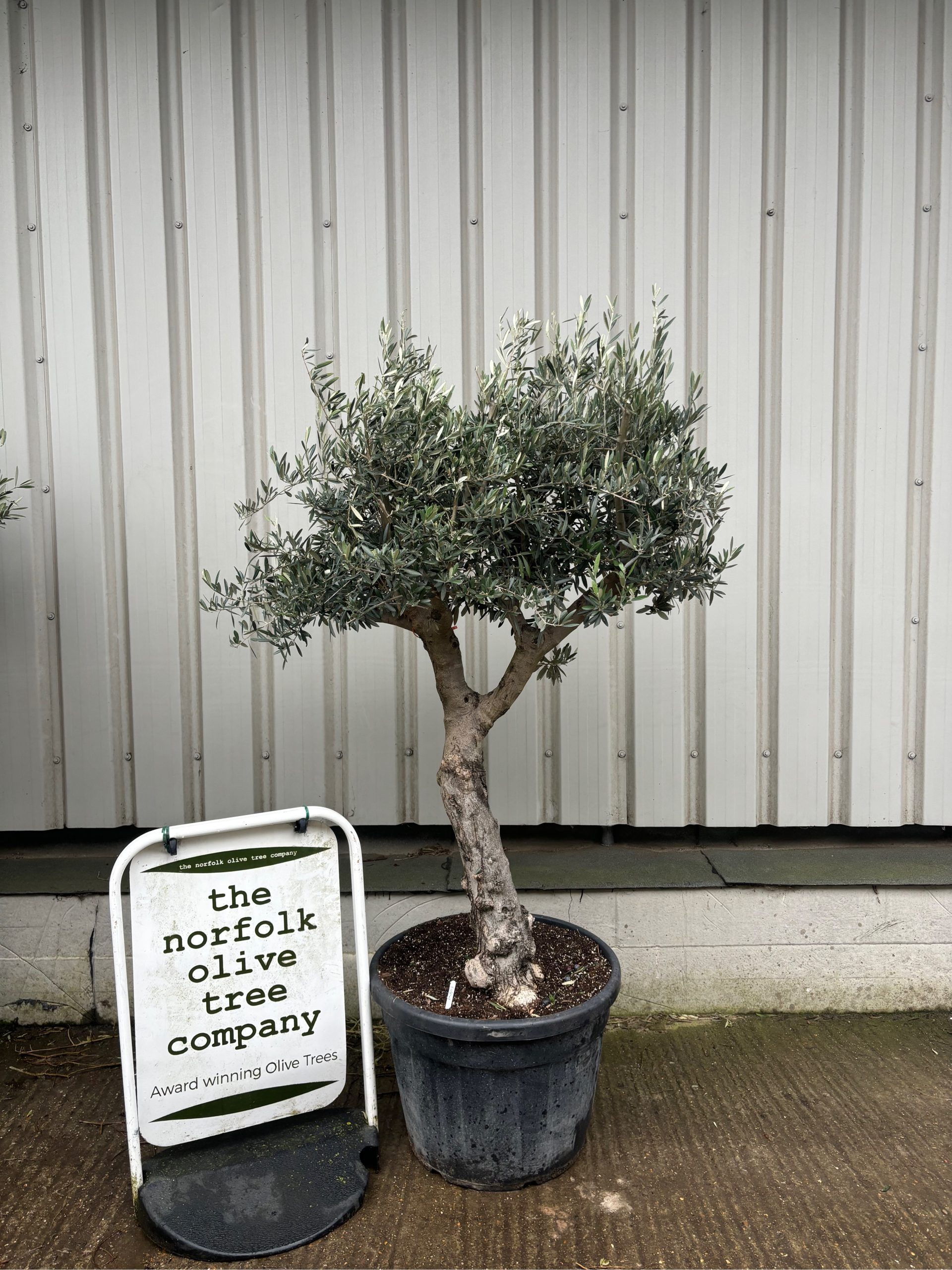 Olive Tree in Pot delivery included - The Norfolk Olive Tree Company